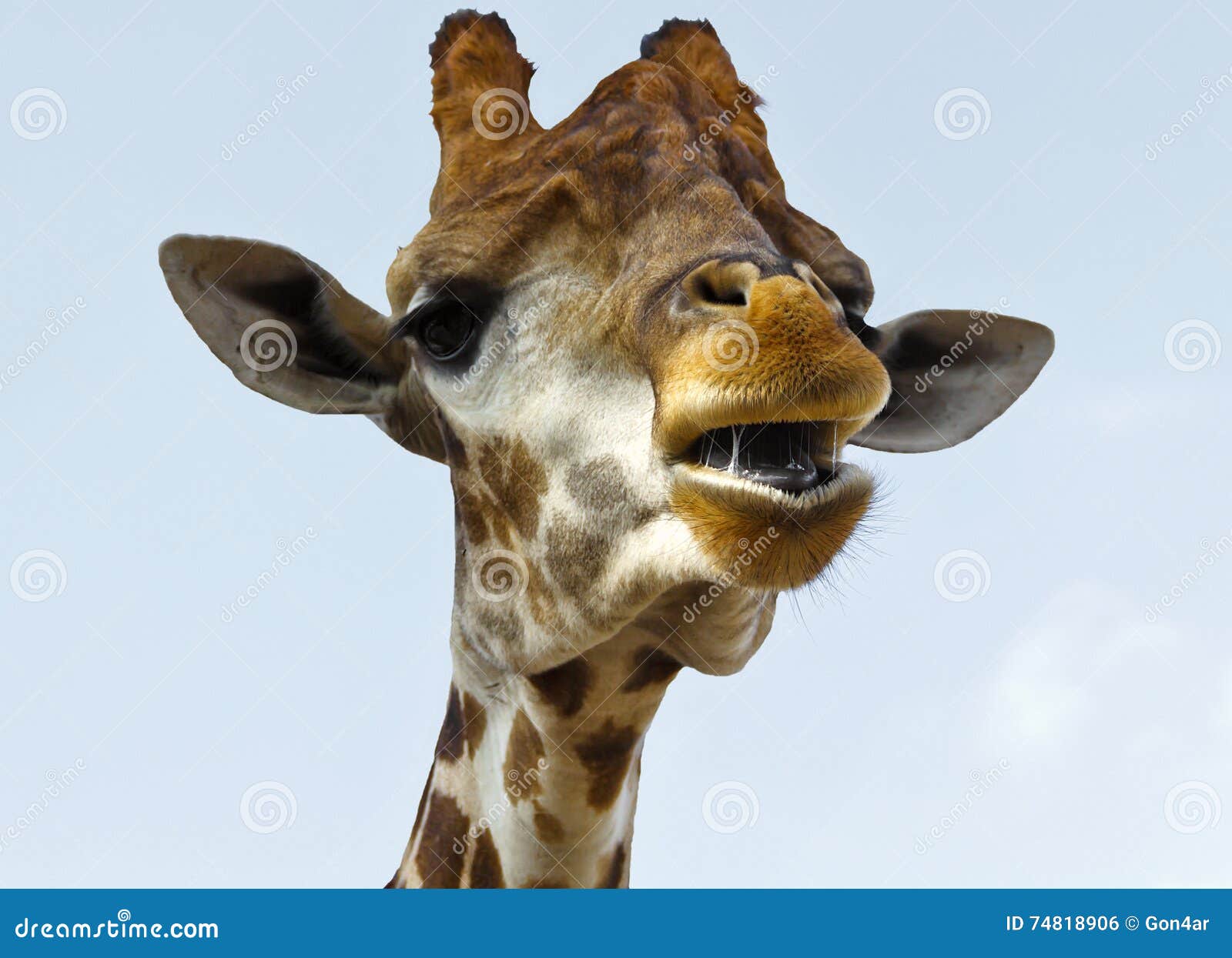 La Cabeza De La Jirafa Con Una Boca Abierta Foto de archivo - Imagen de ...