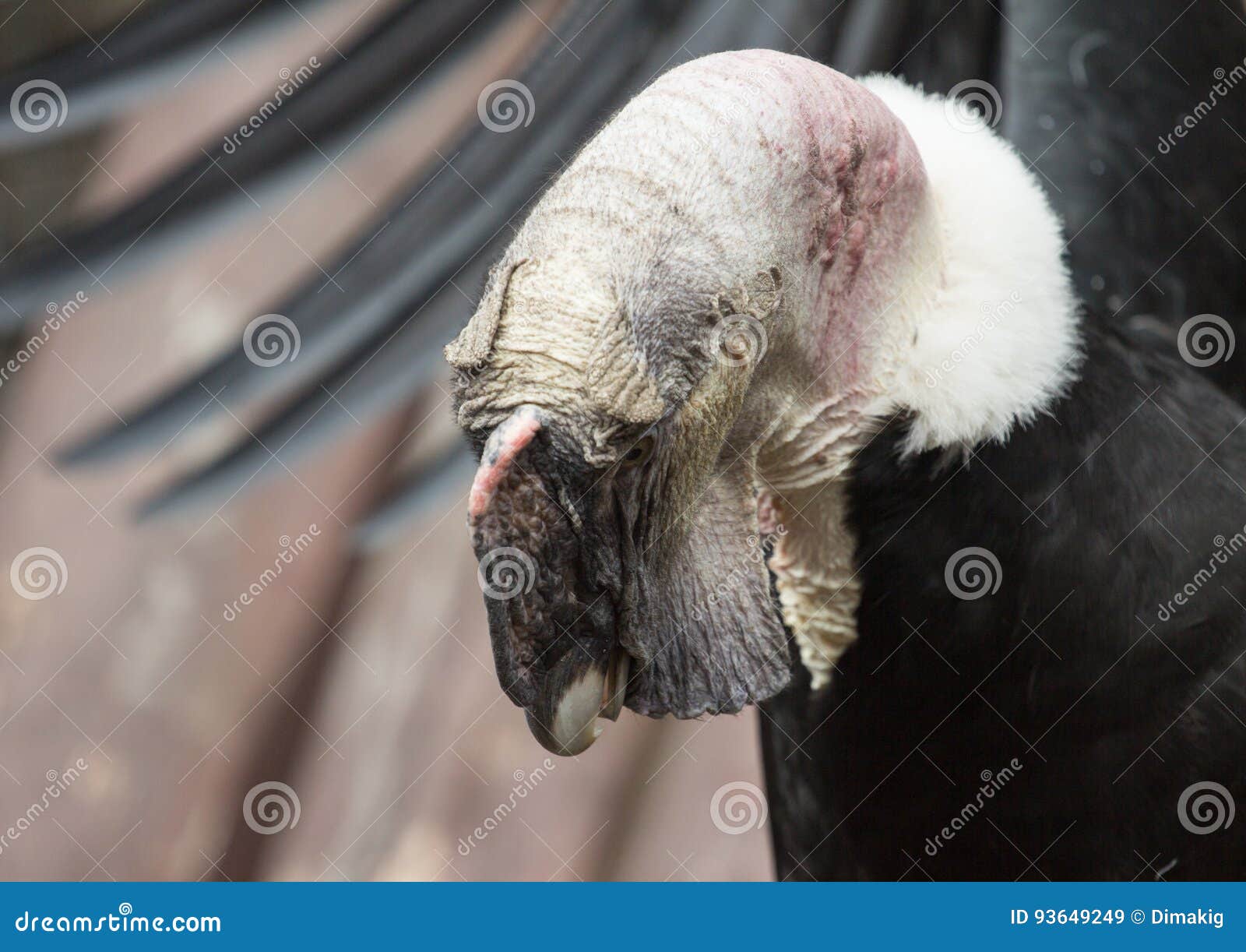 La Cabeza Del Cóndor Andino Imagen de archivo - Imagen de belleza ...