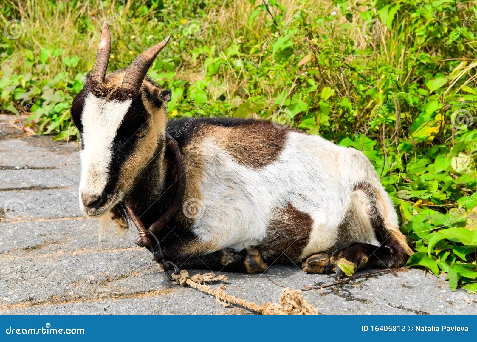 La cabra foto de archivo. Imagen de exterior, granja - 16405812