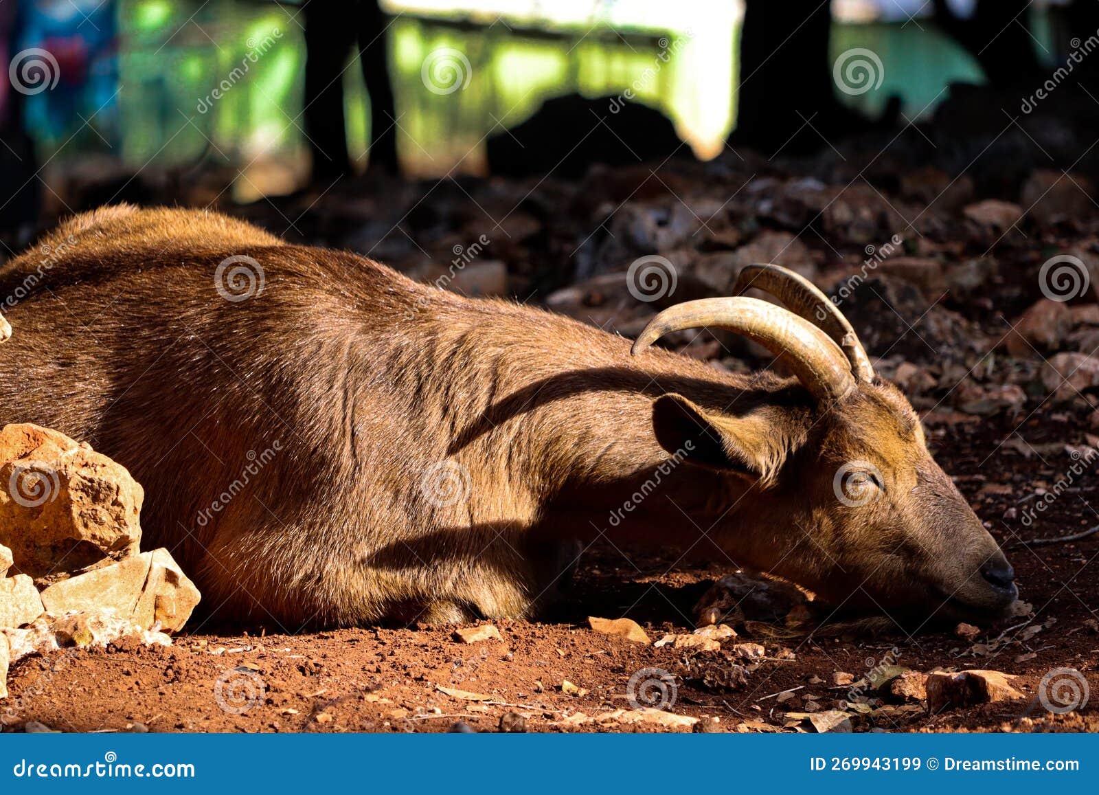 La Cabra Duerme En El Suelo Al Sol Imagen de archivo - Imagen de tierra ...