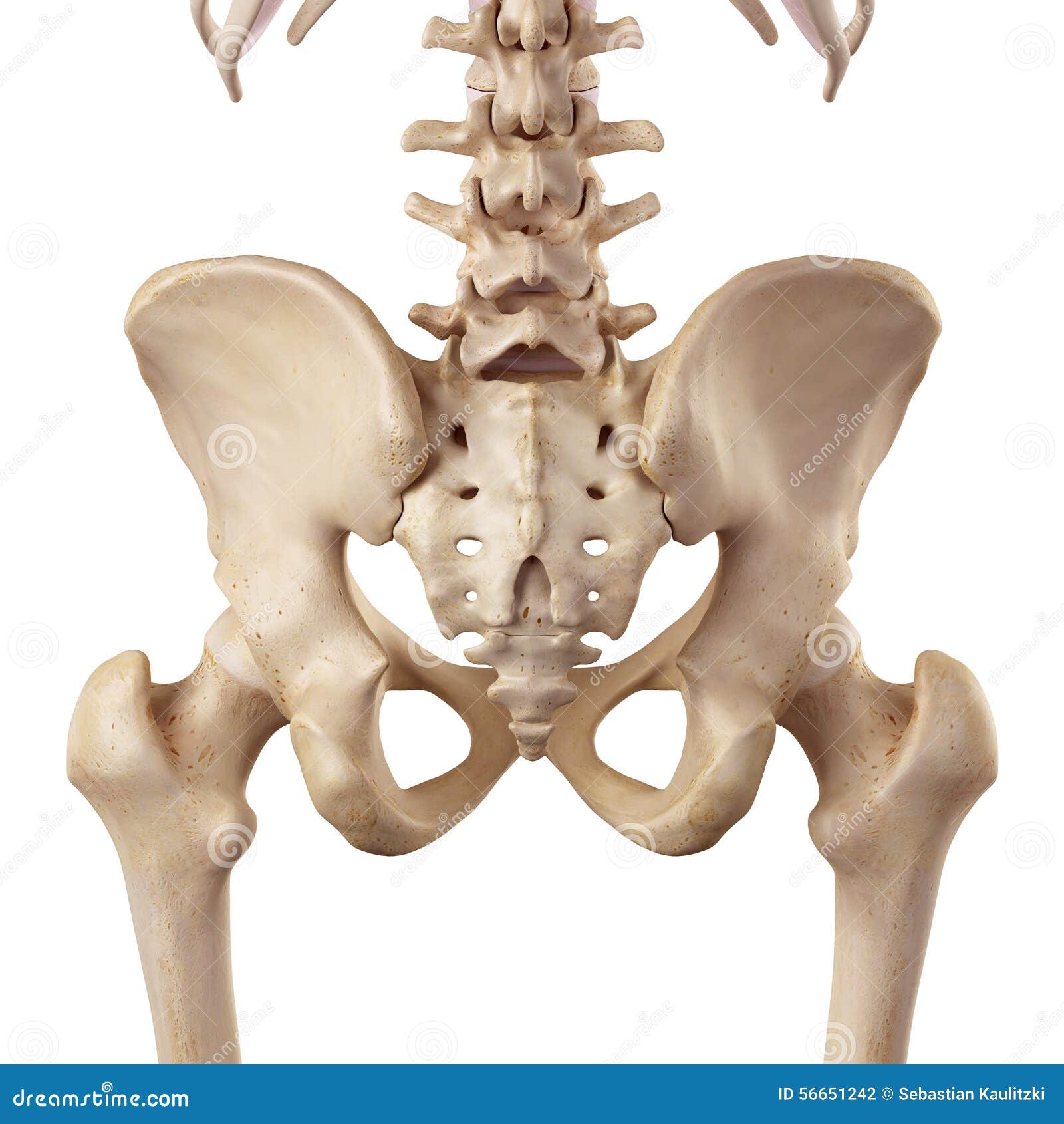 La cadera stock de ilustración. Ilustración de médico - 56651242