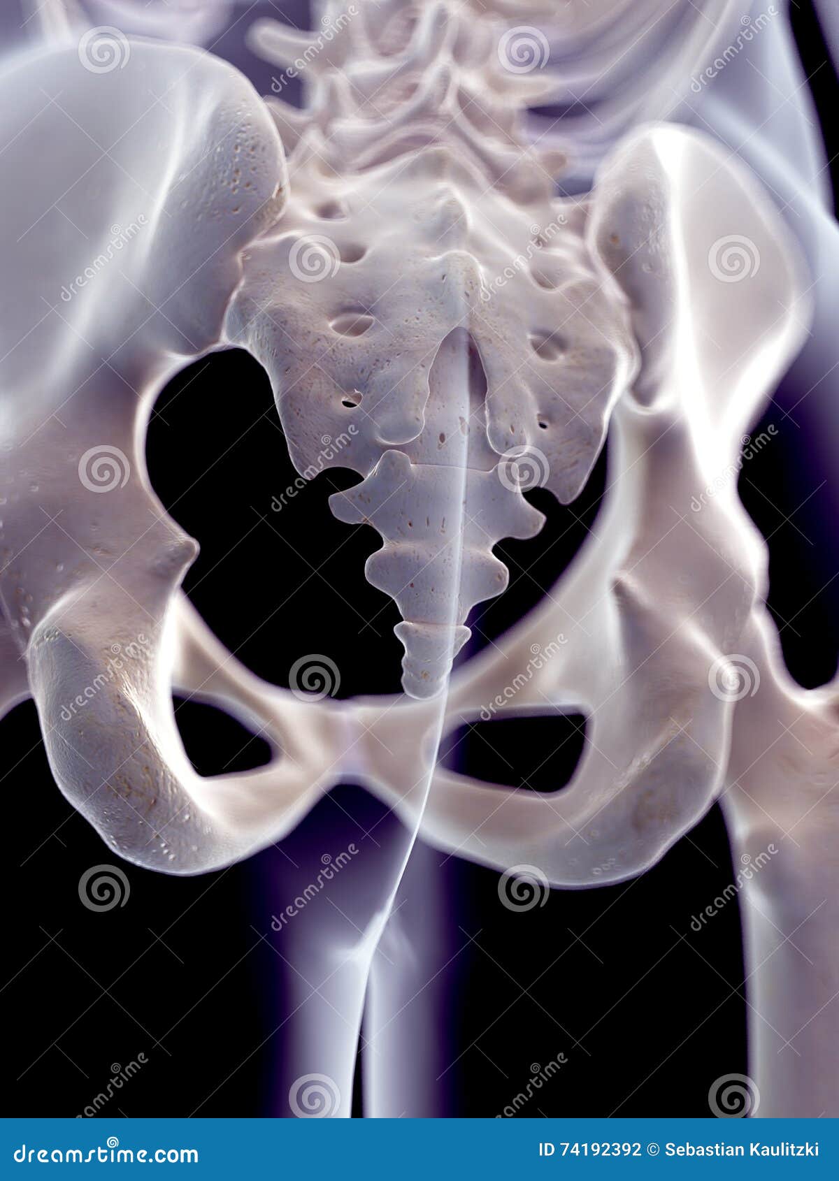 La cadera humana stock de ilustración. Ilustración de posterior - 74192392