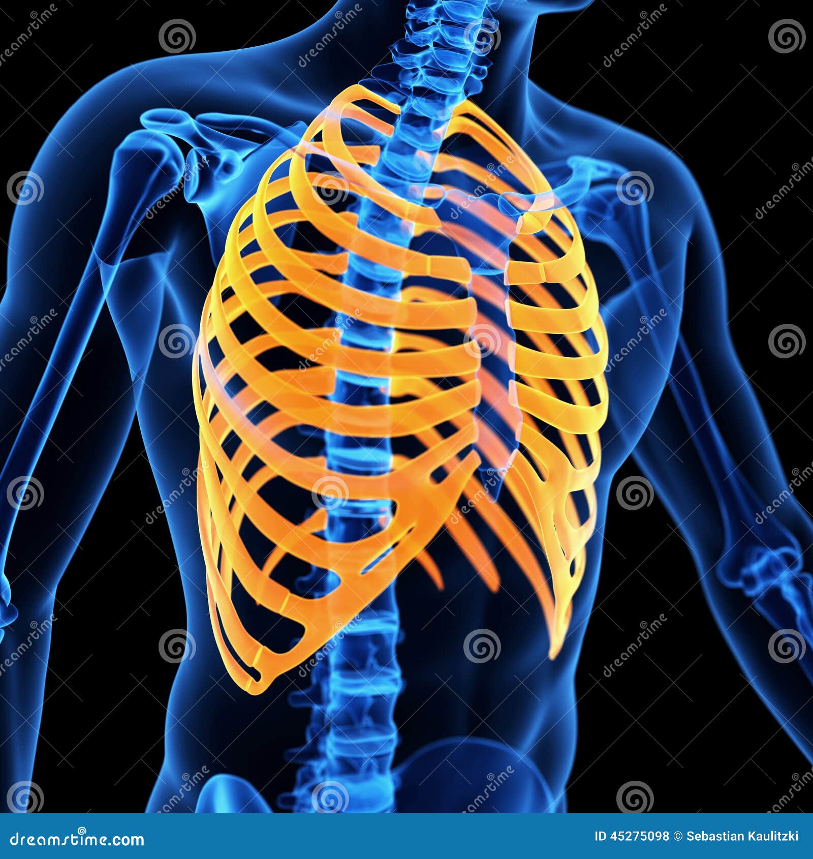 La cage thoracique illustration stock. Illustration du physiologie ...