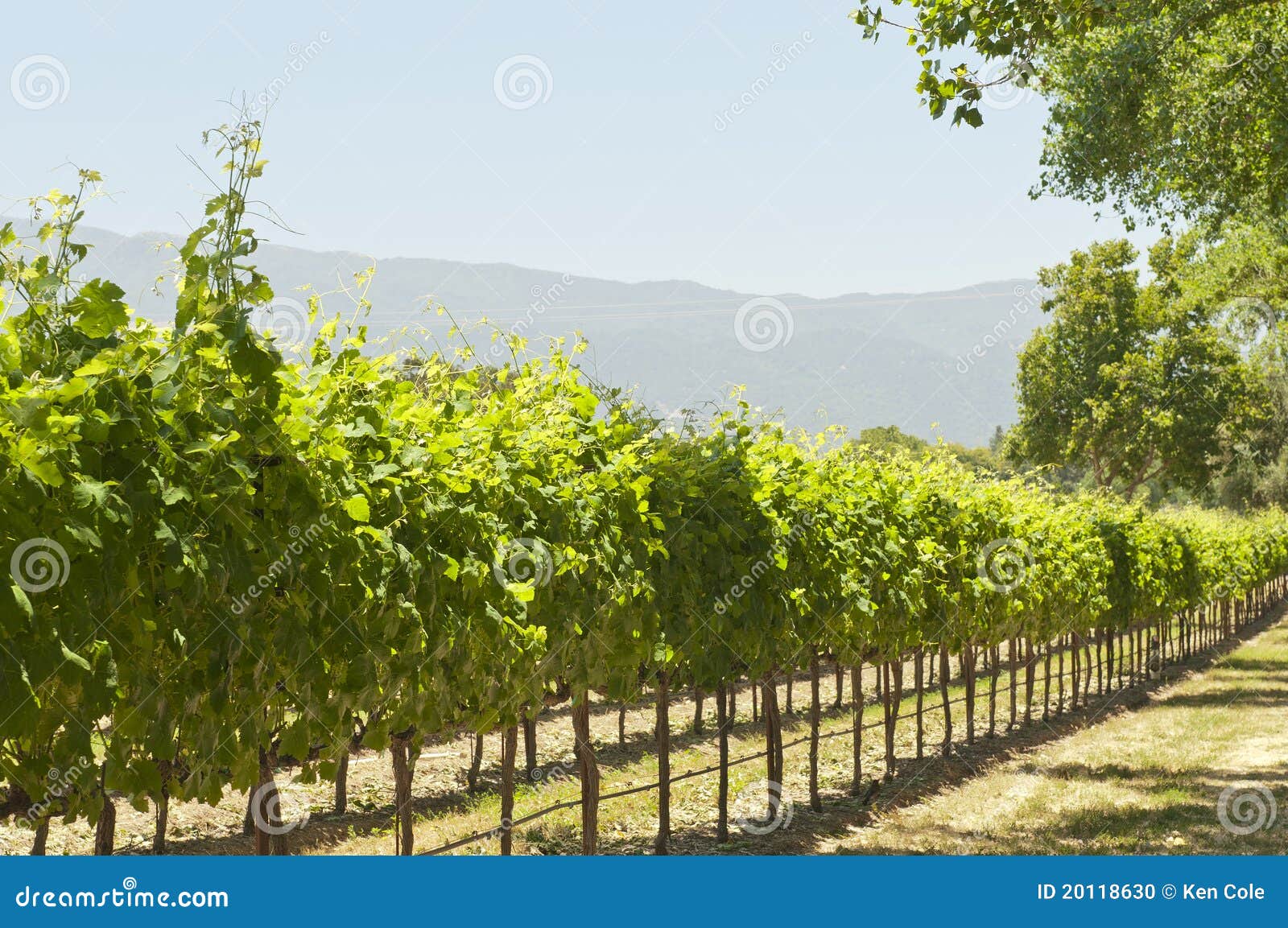 La California Sole-ha Impregnato La Vigna Fotografia Stock - Immagine ...