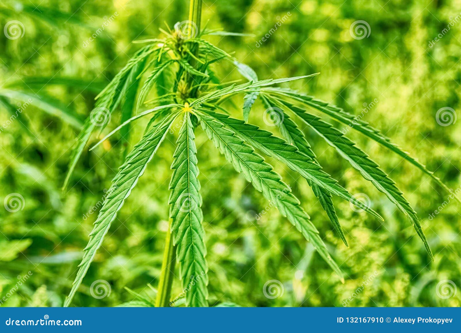 La Canapa Lascia Il Primo Piano, La Legalizzazione Di Marijuana E La ... La Canapa Lascia Il Primo Piano, La Legalizzazione Di Marijuana E La ...