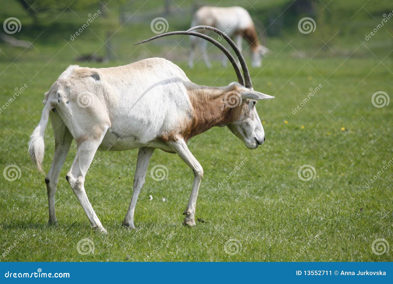 La Capra Pasce Su Prato Inglese Verde Immagine Stock - Immagine di ...
