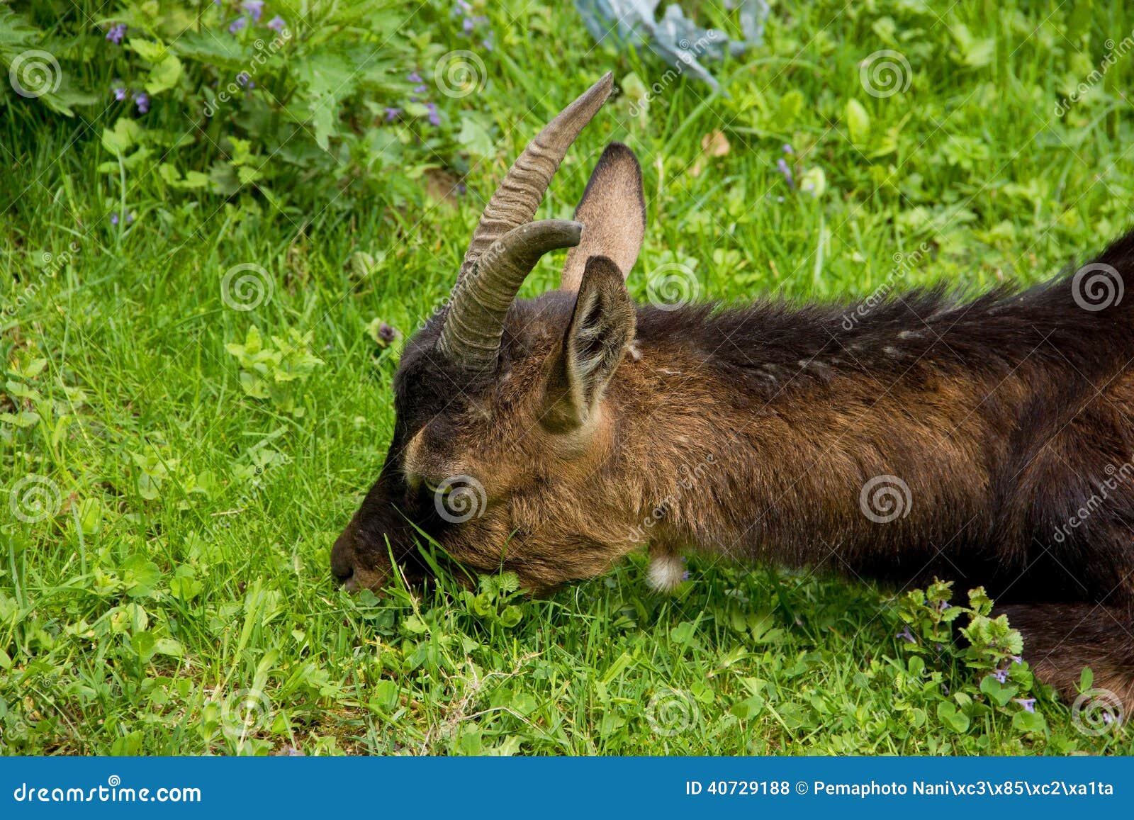 La Capra Si Alimenta Il Campo Dell'erba Foraggera Fotografia Stock ...