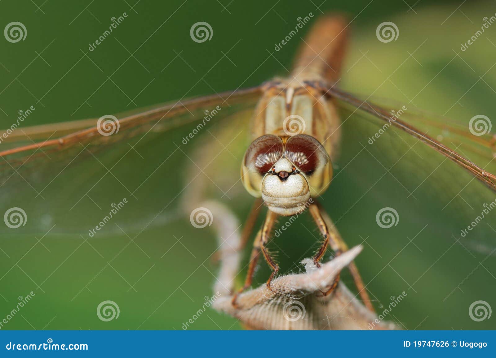 La cara foto de archivo. Imagen de detalles, libélula - 19747626