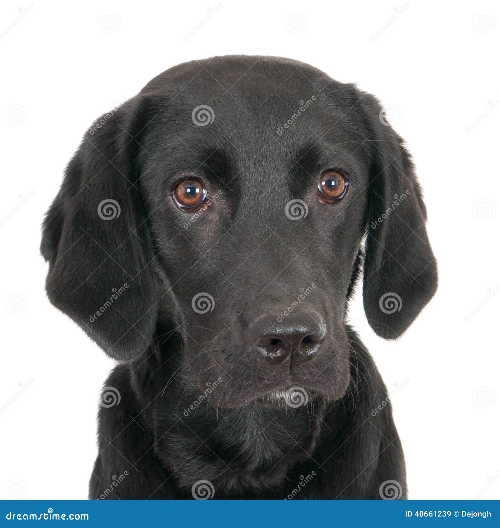 La cara de Labrador negro imagen de archivo. Imagen de cara - 40661239