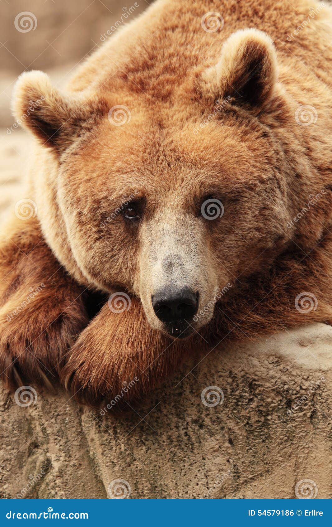 La cara de un oso foto de archivo. Imagen de animal, peligro - 54579186