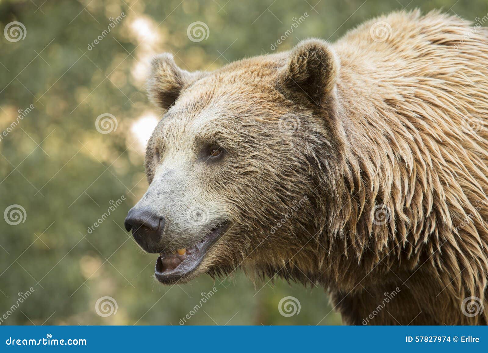 La cara de un oso foto de archivo. Imagen de fauna, cubo - 57827974