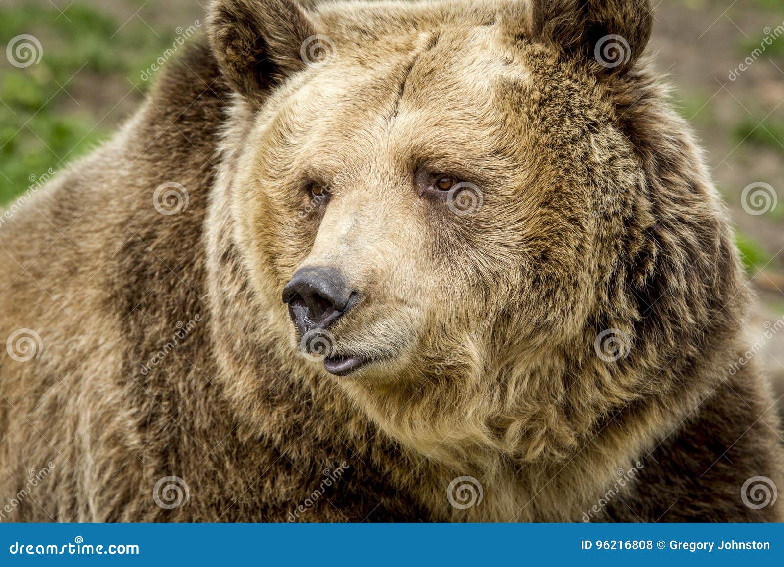 La cara de un oso grizzly foto de archivo. Imagen de peligroso - 96216808