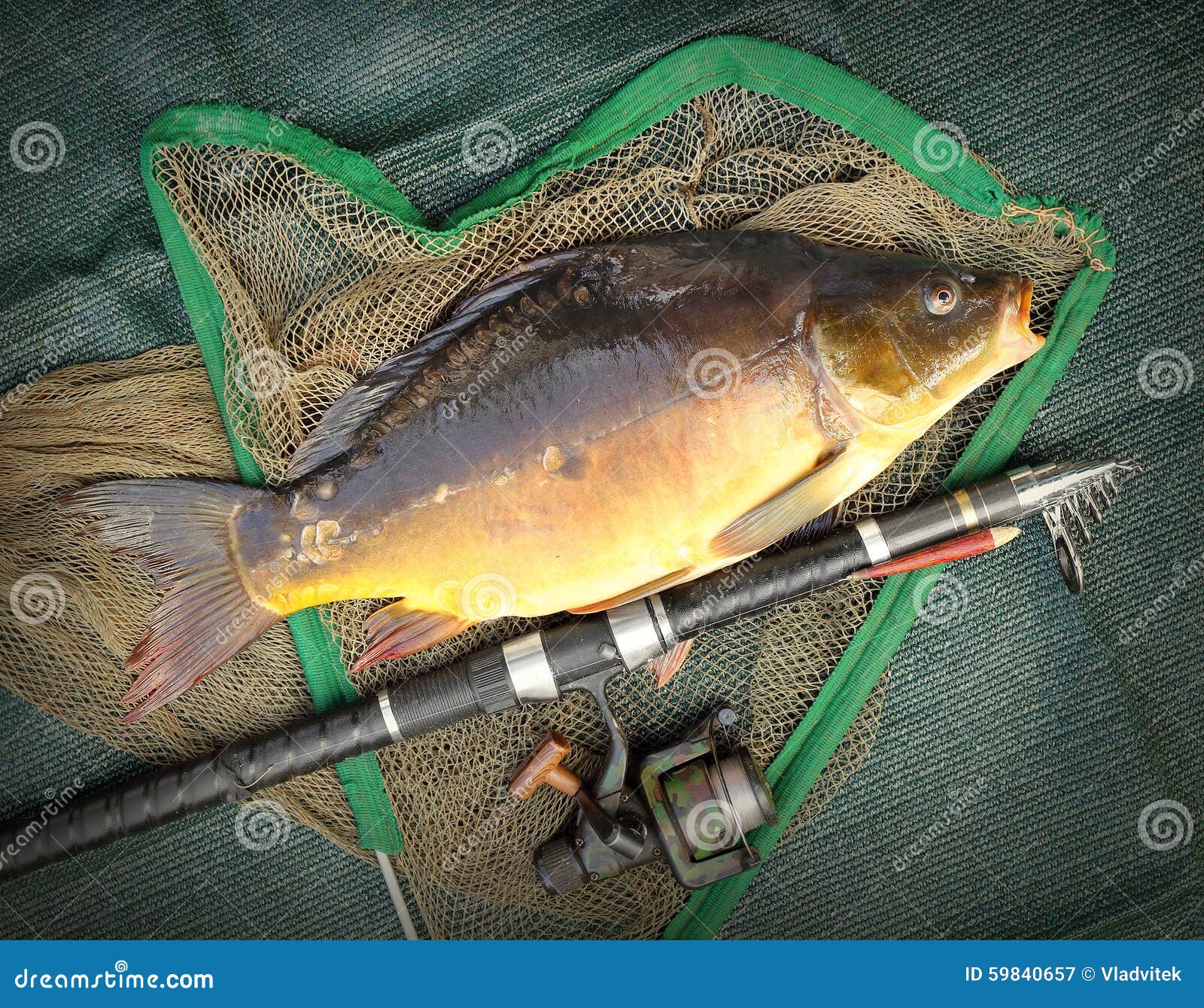 La Carpa Comune (Cyprinus Carpio) Immagine Stock - Immagine di ...