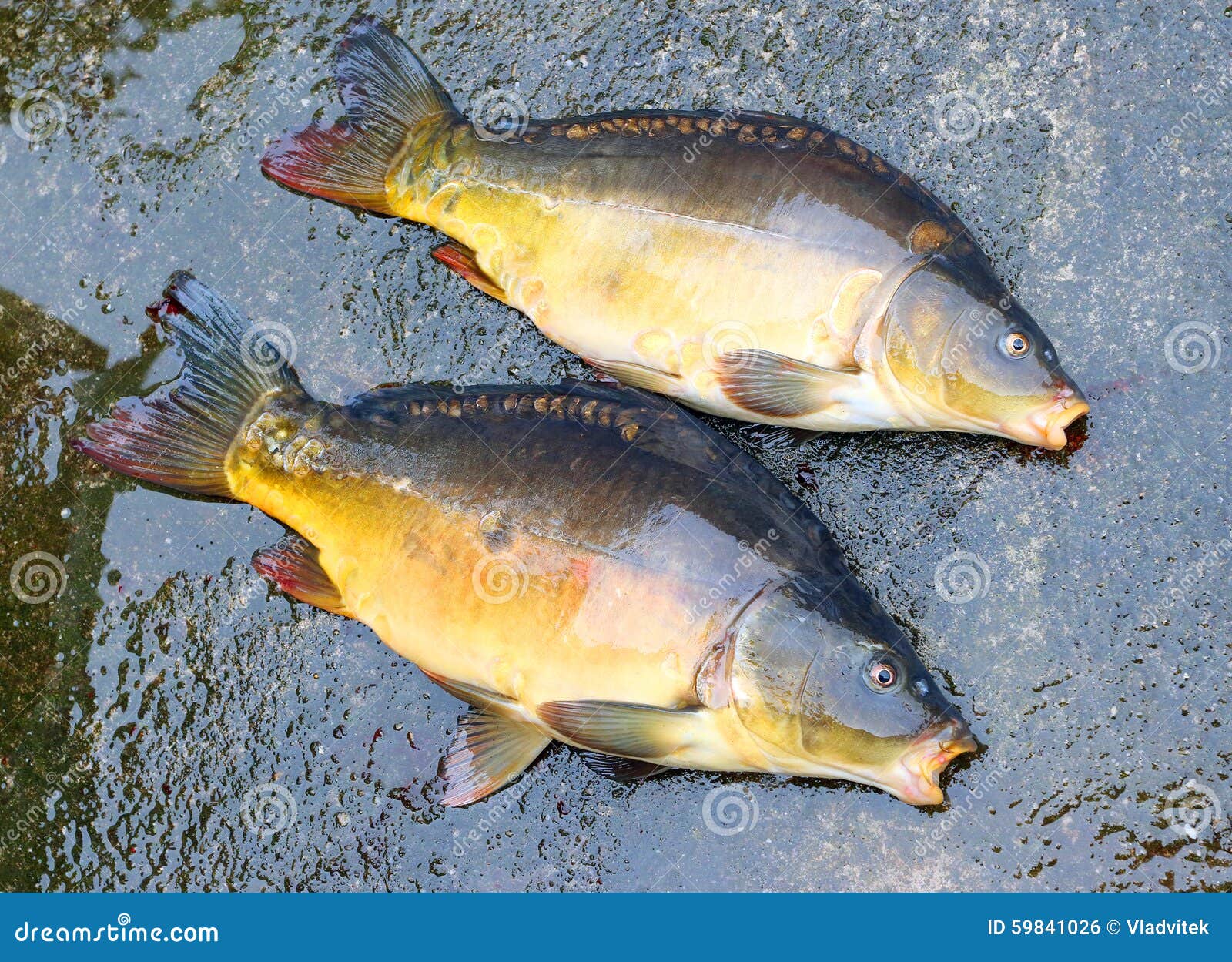La Carpa Comune (Cyprinus Carpio) Fotografia Stock - Immagine di ...