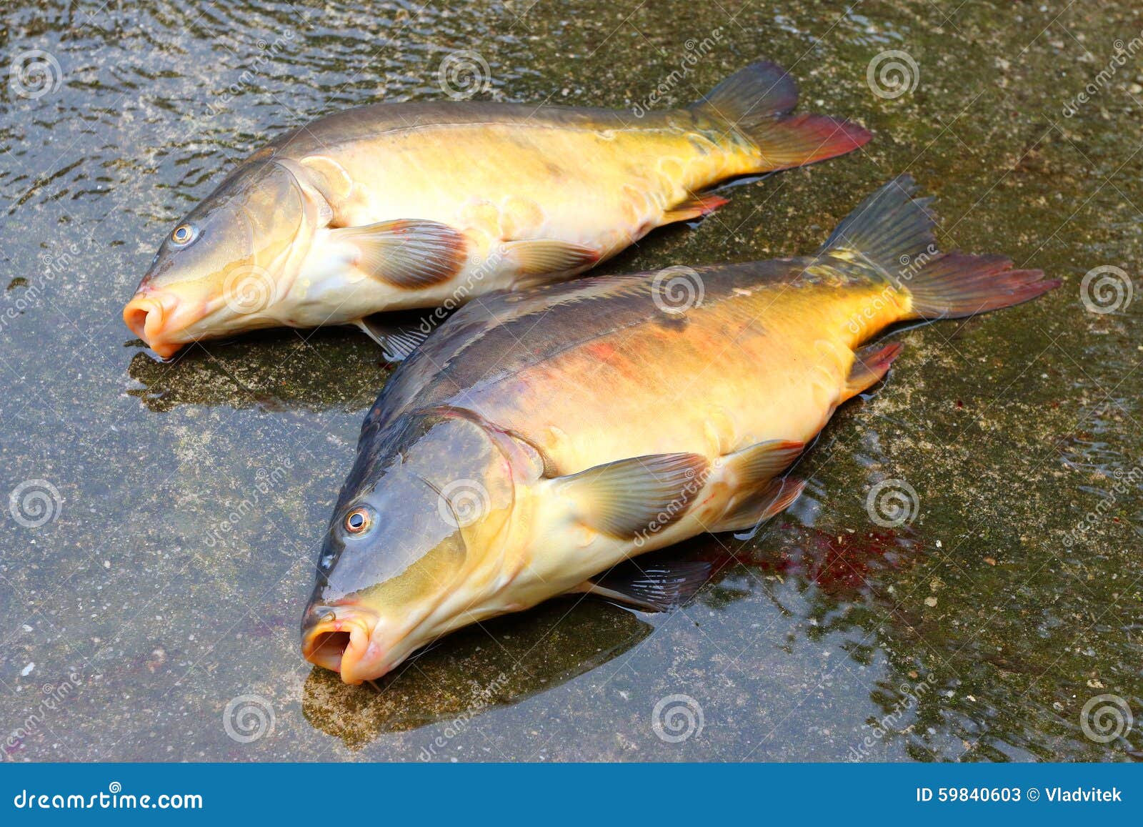 La Carpe Commune (Cyprinus Carpio) Image stock - Image du commun ...