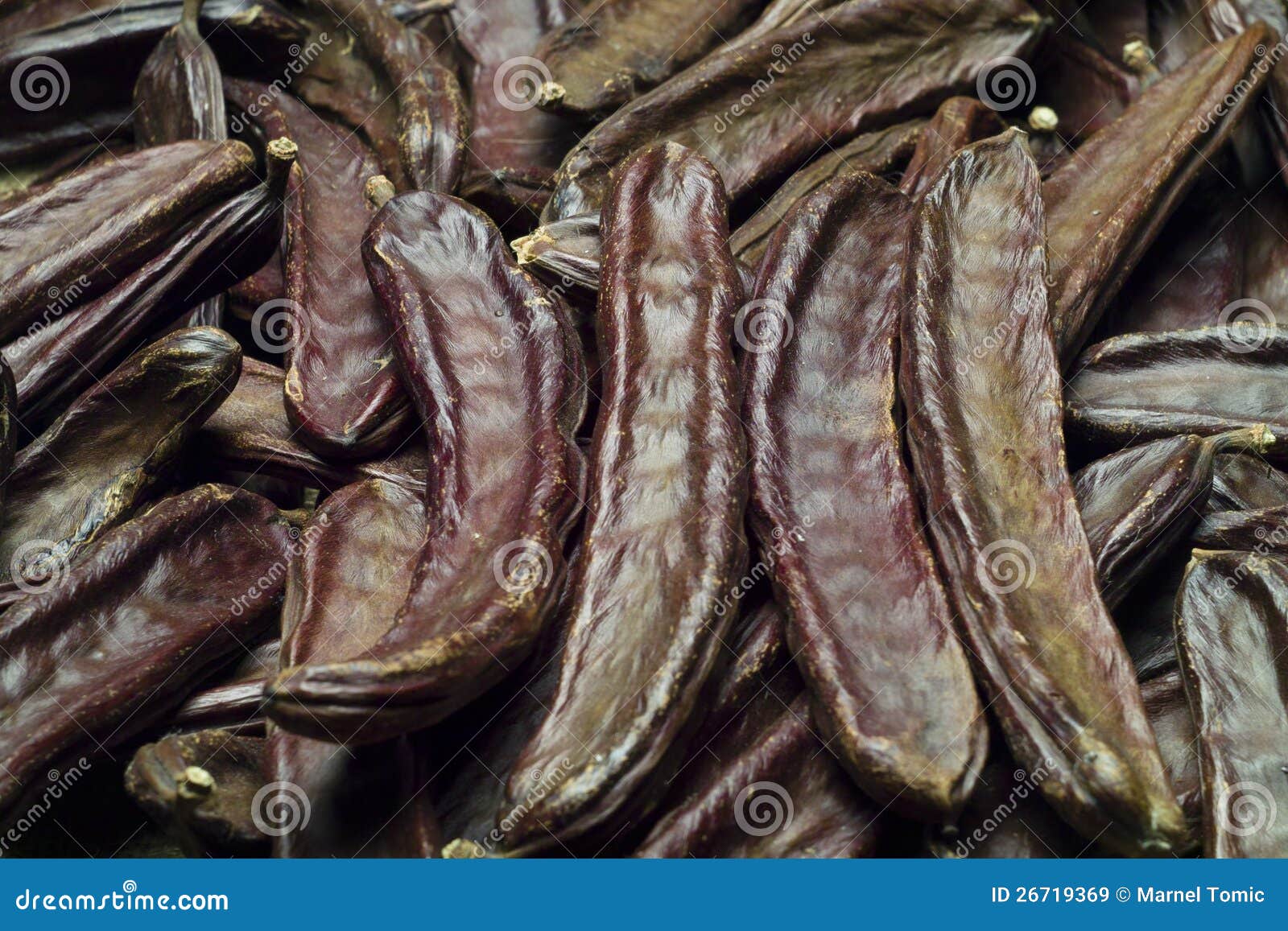 La Carruba (siliqua Di Ceratonia) Immagine Stock - Immagine di baccello ...