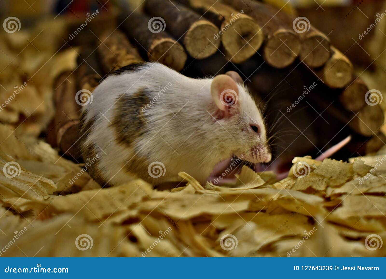 Roedor!! stock image. Image of cute, roedor, casa, home - 127643239