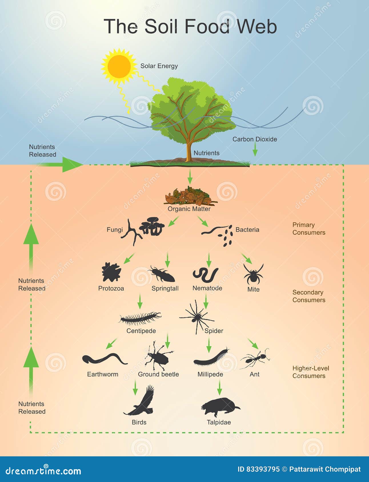 La Catena Alimentare Del Suolo Illustrazione di Stock - Illustrazione ...