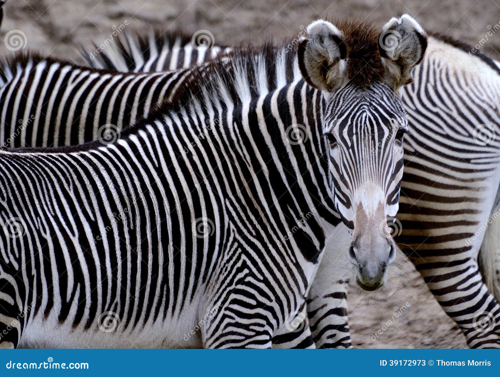 La cebra de Grevy imagen de archivo. Imagen de imagen - 39172973