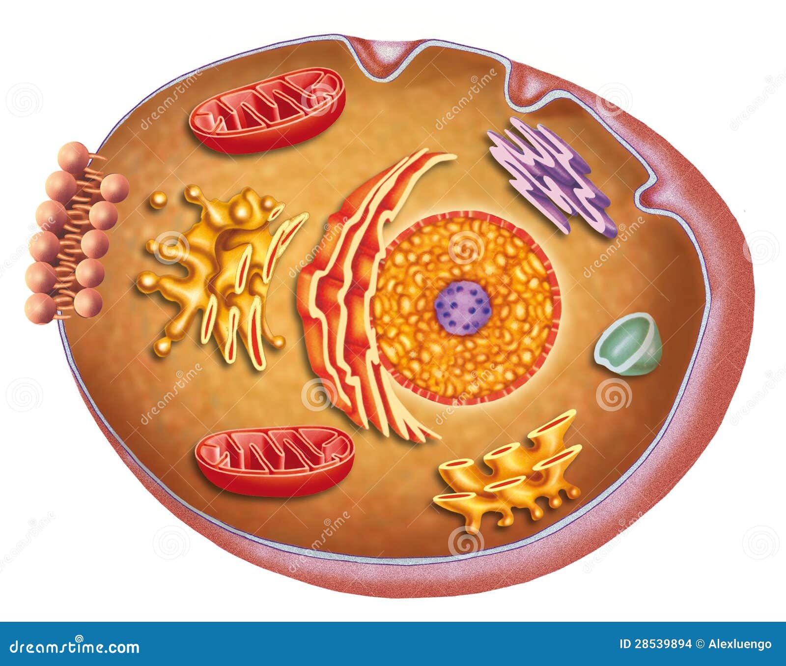 La cella illustrazione di stock. Illustrazione di proteine - 28539894