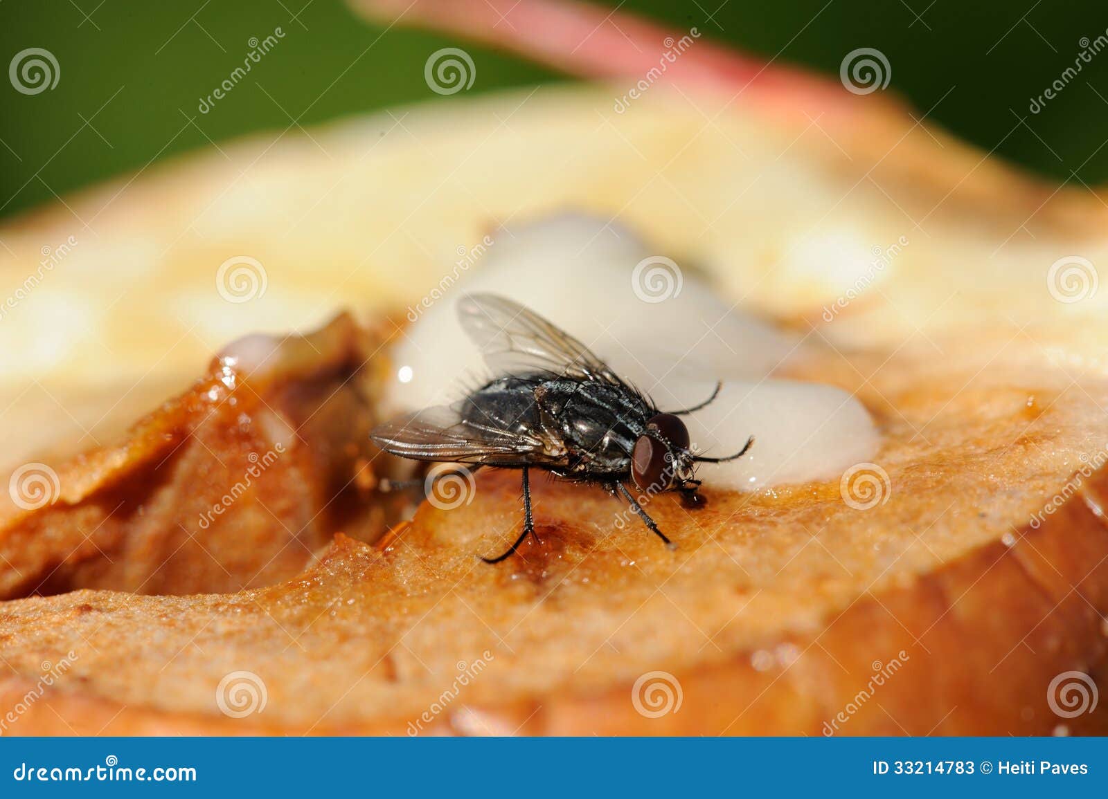 La cena de la mosca imagen de archivo. Imagen de estonia - 33214783