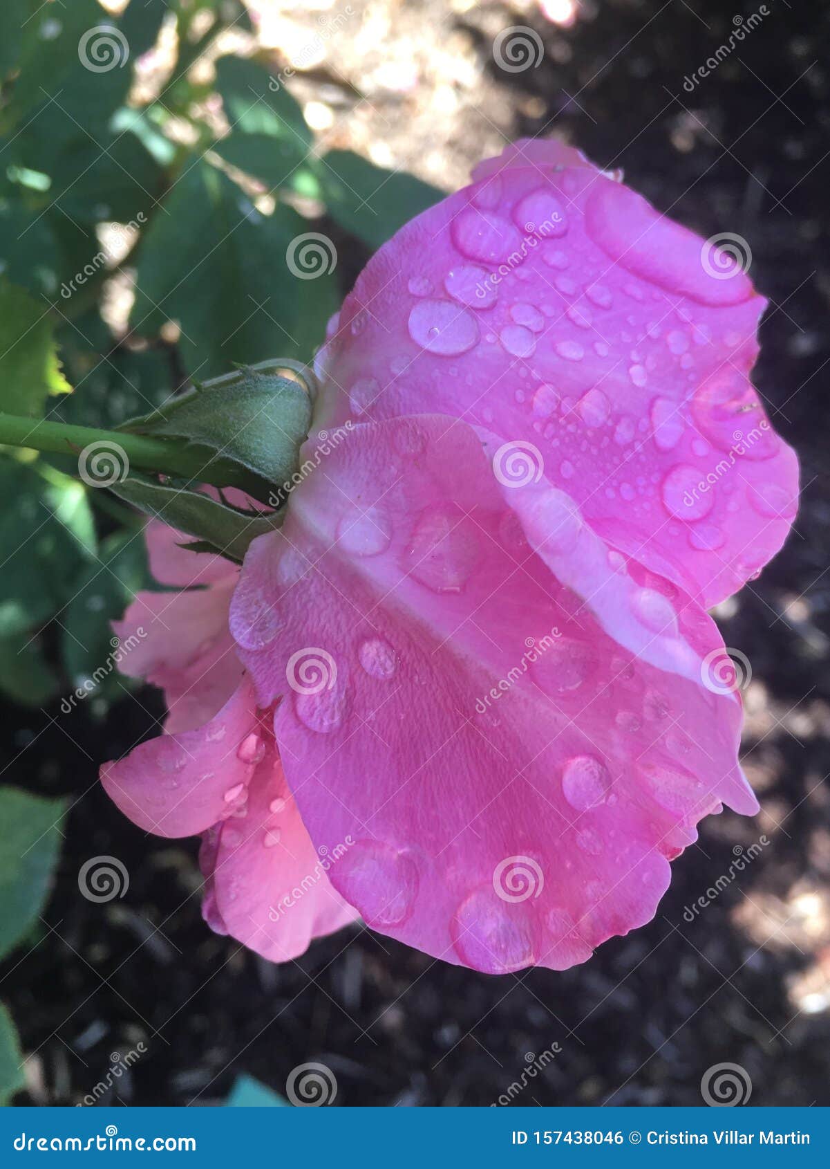 La Chanson De La Terre Rose Rosa "Earth Song" Photo stock - Image du ...