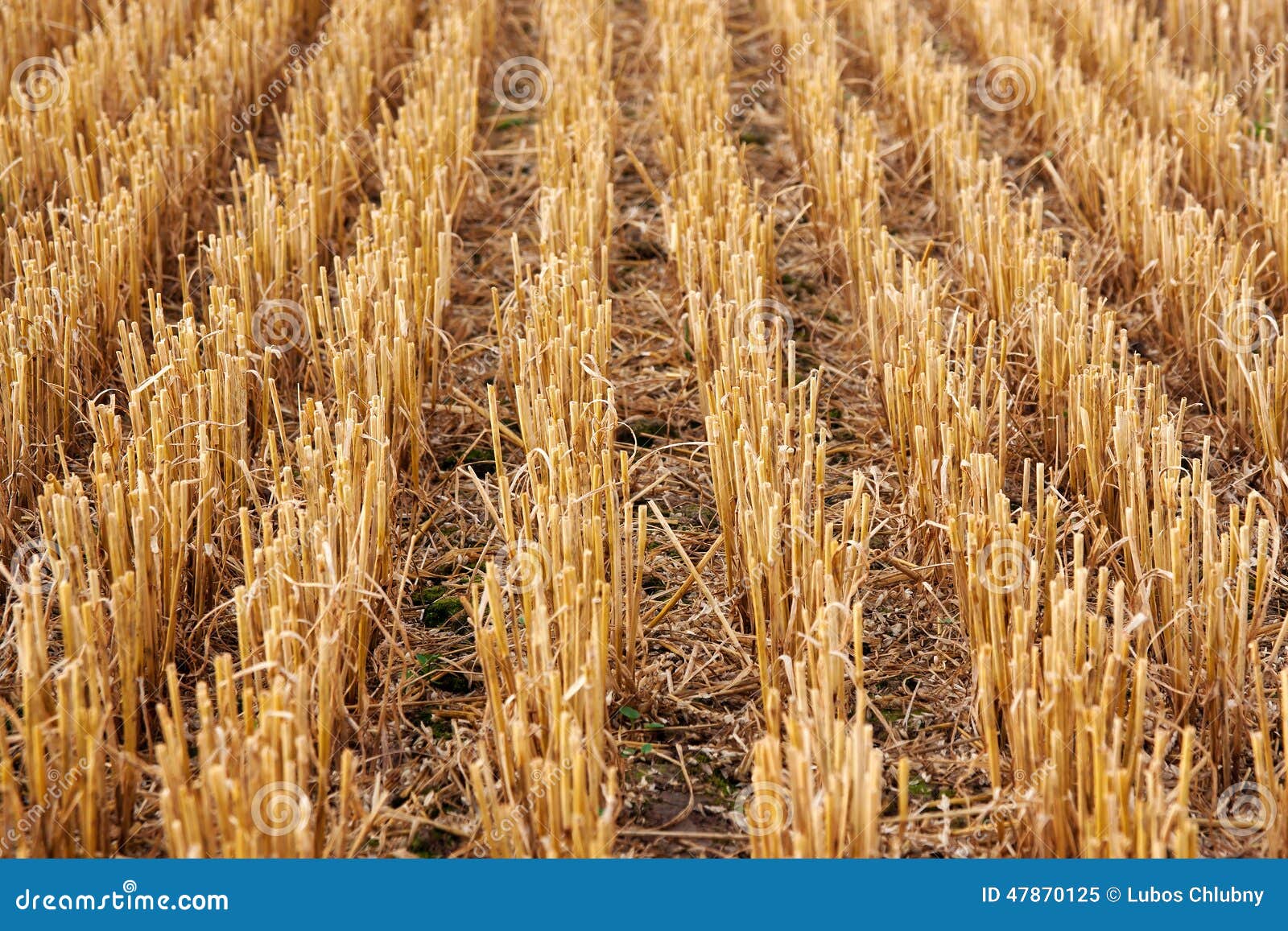 La Chaume a Moissonné Le Champ De Blé Image stock - Image du ferme ...