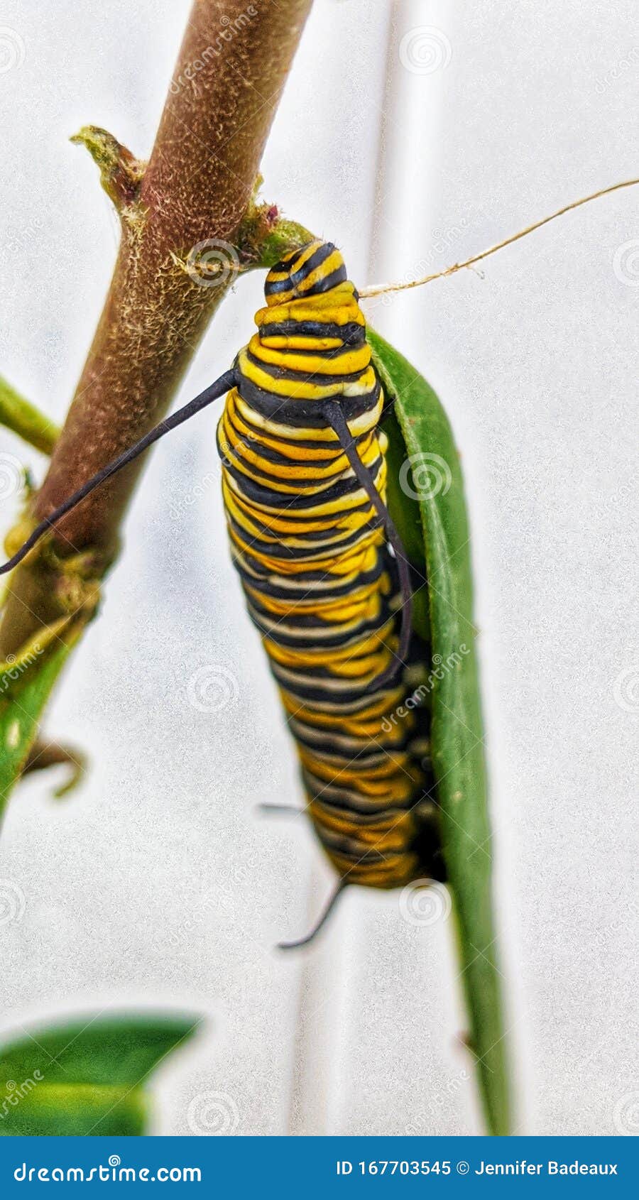La Chenille Monarque Manger La Feuille Image stock - Image du chenille ...