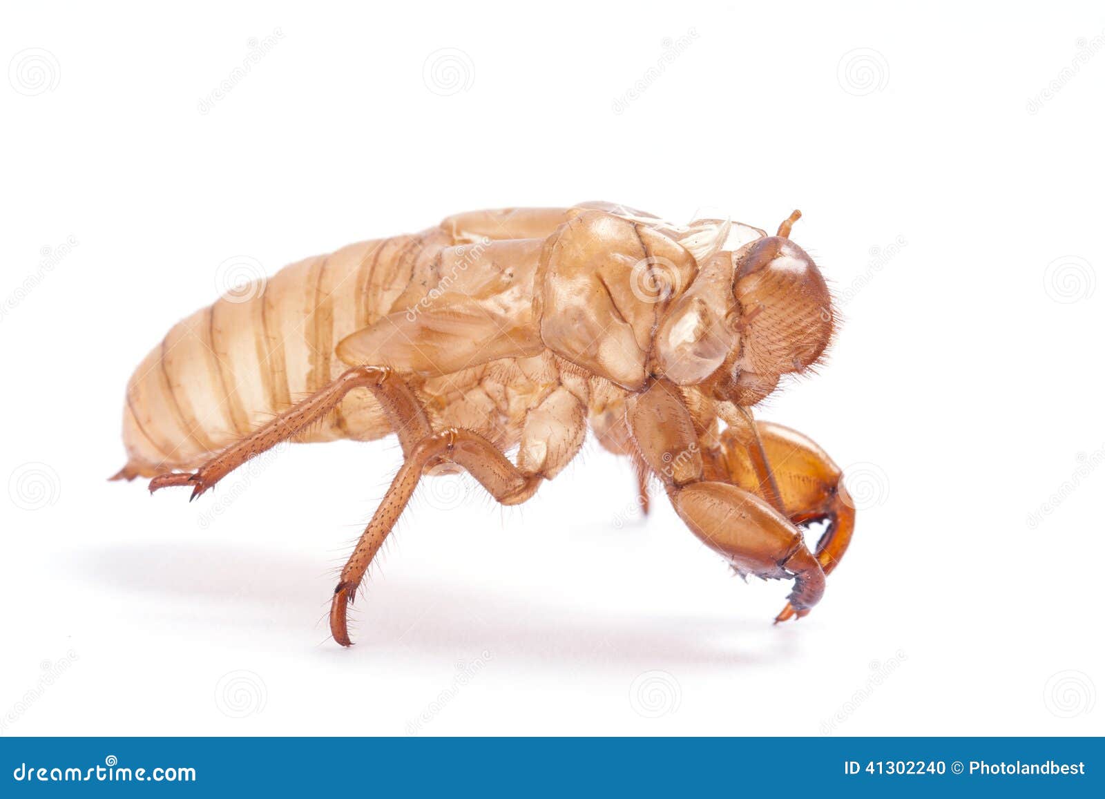 La cicala muda fotografia stock. Immagine di marrone - 41302240