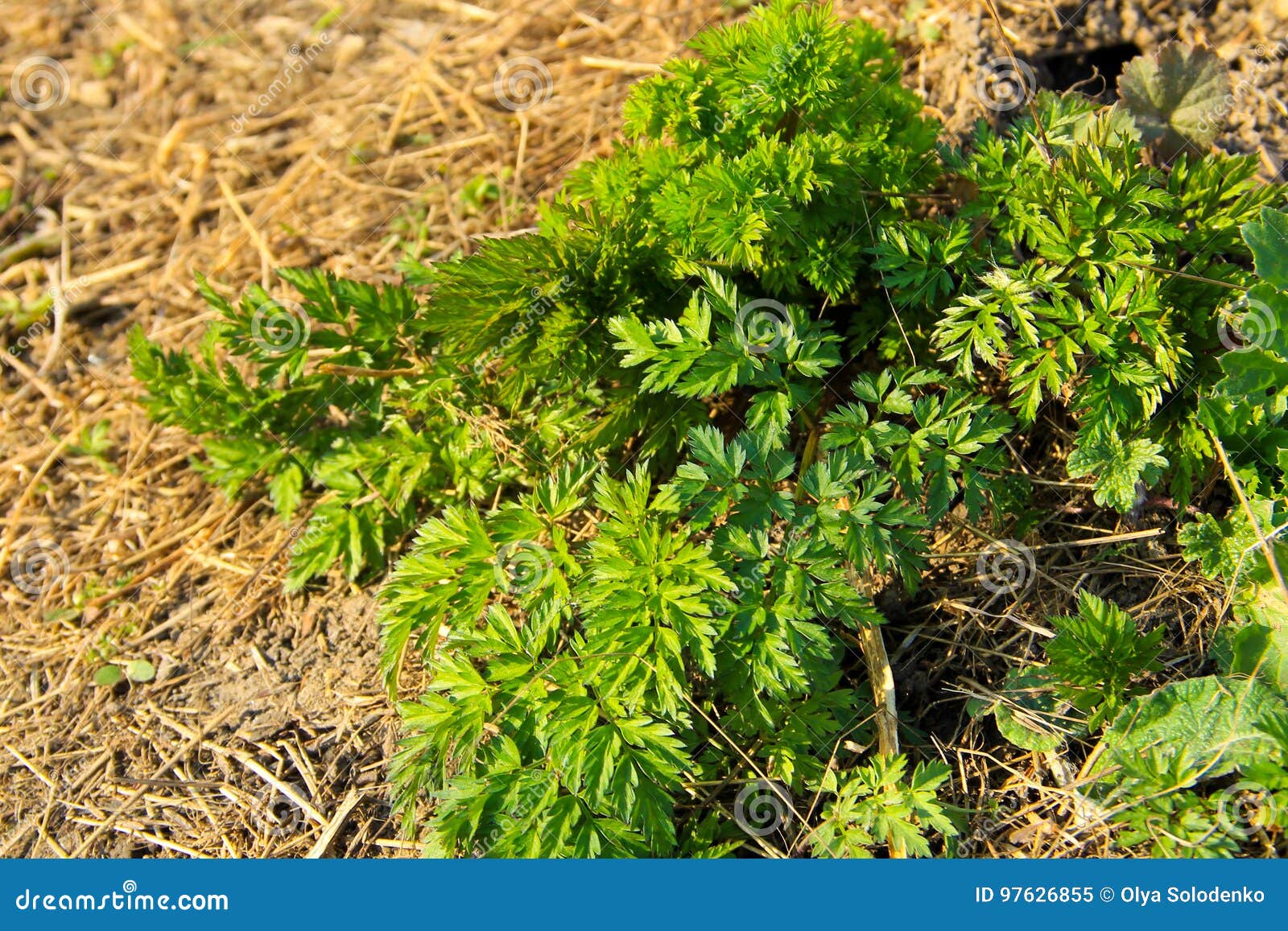 La Cicuta Verde Manchada Planta El Conium Maculatum Imagen de archivo ...