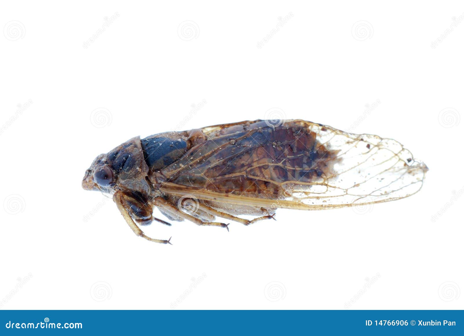 La Cigale D'insecte a Isolé Photo stock - Image du fond, entomologie ...