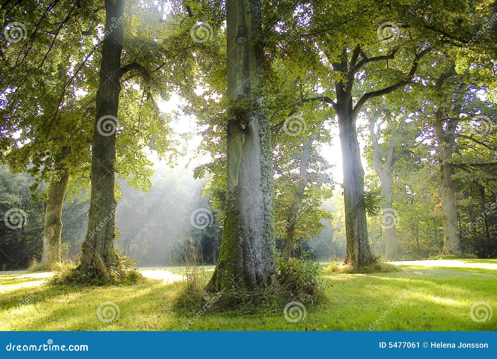 La clairière image stock. Image du herbe, liberté, clairière - 5477061
