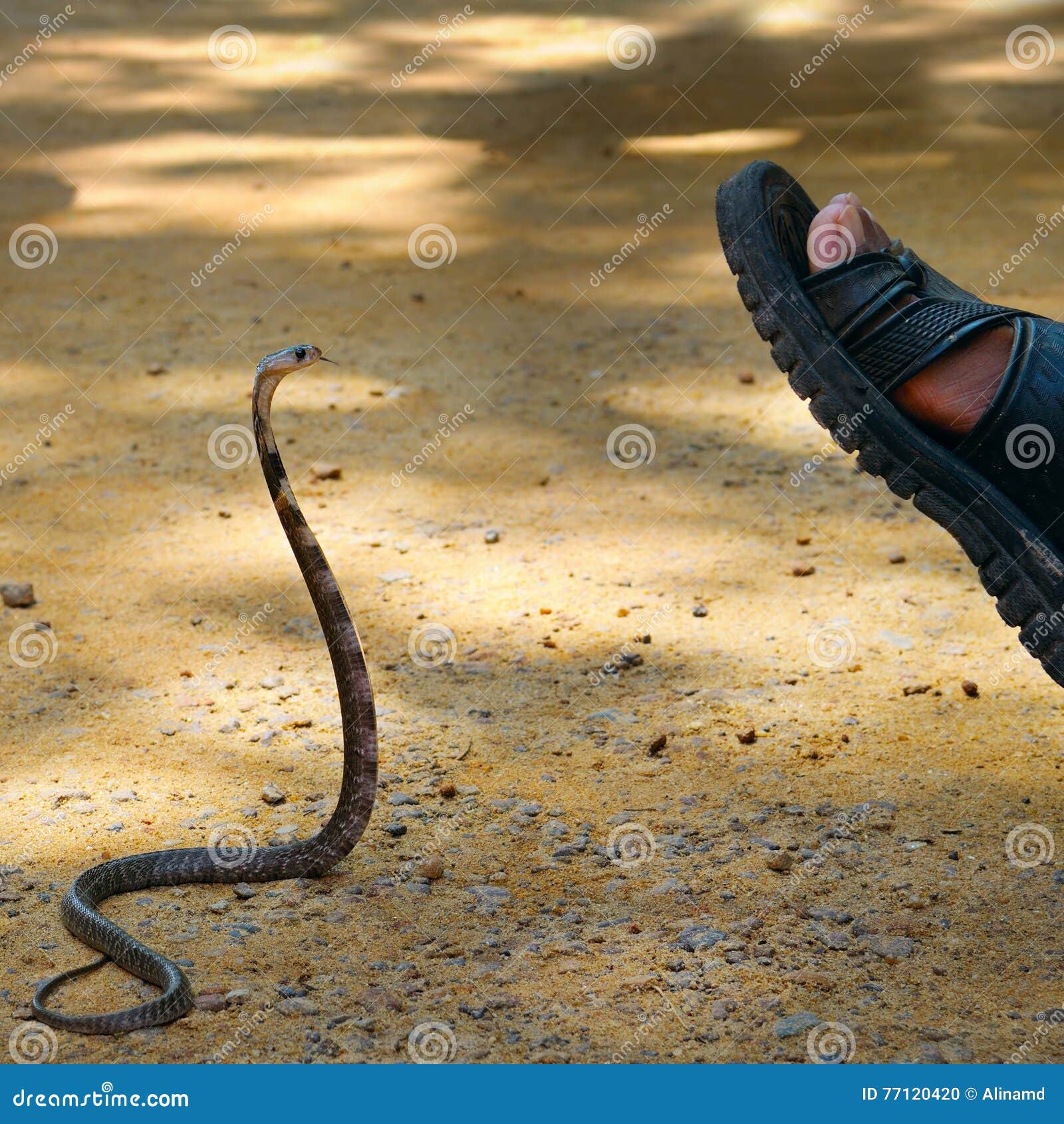 Serpiente Atacando Hombre