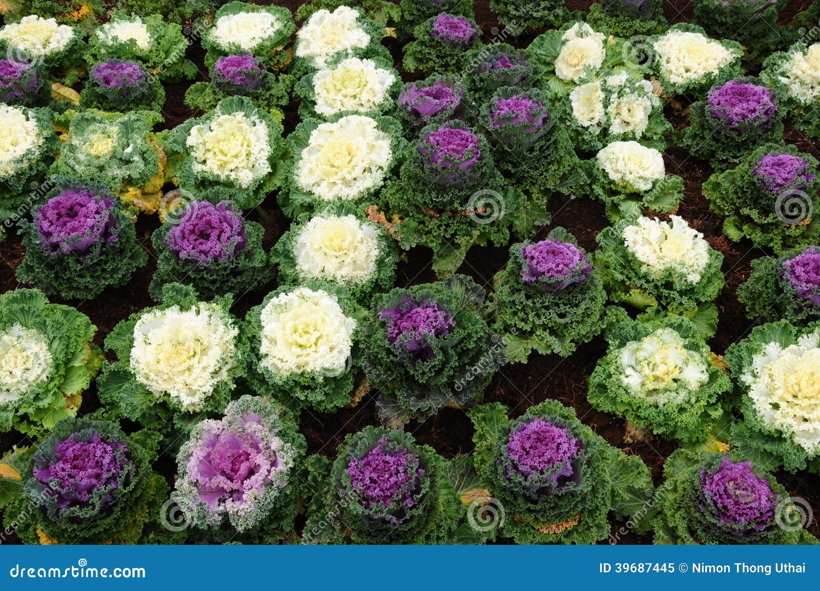 La col del color imagen de archivo. Imagen de crecimiento - 39687445