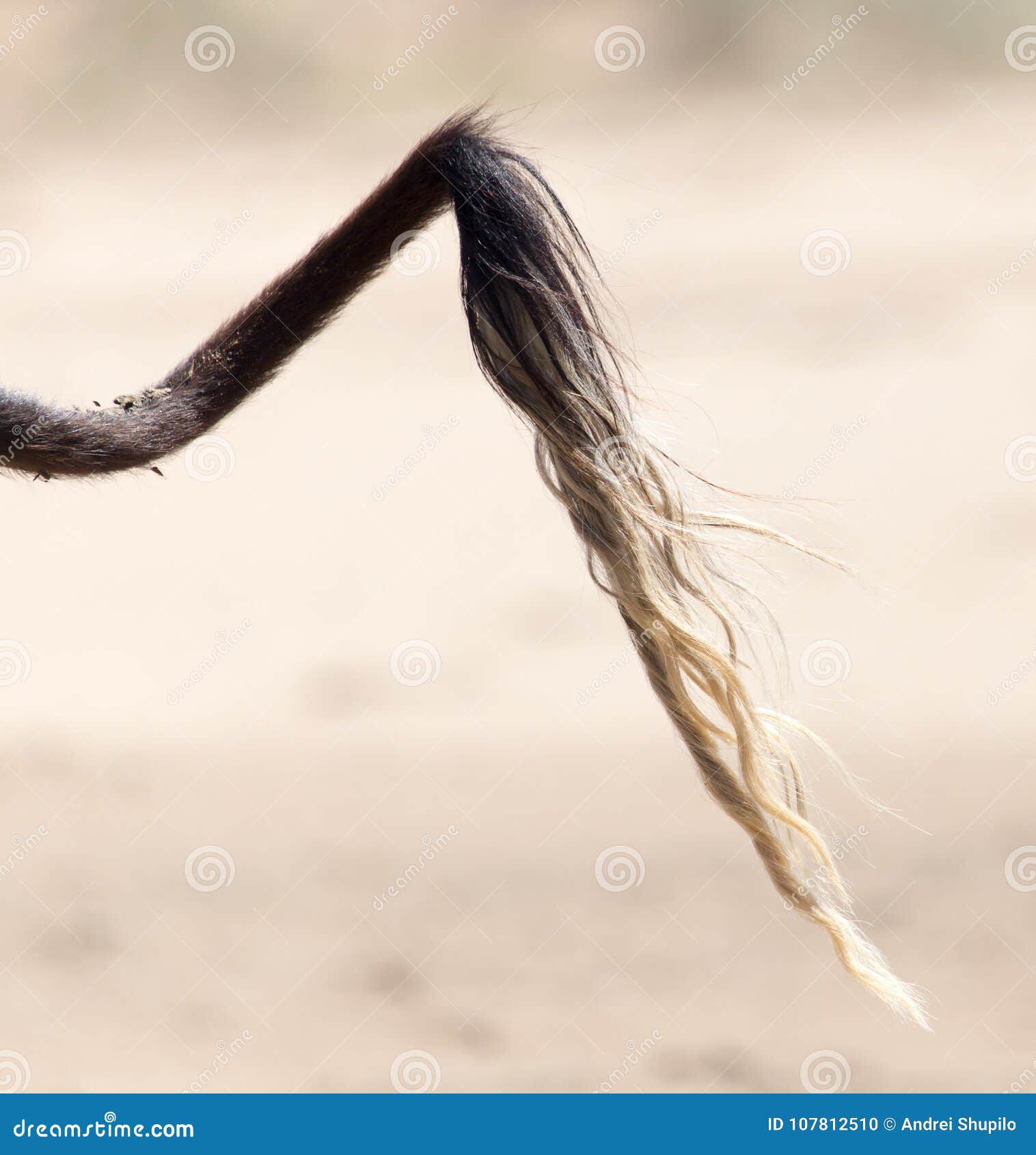 La cola de una vaca foto de archivo. Imagen de heno - 107812510