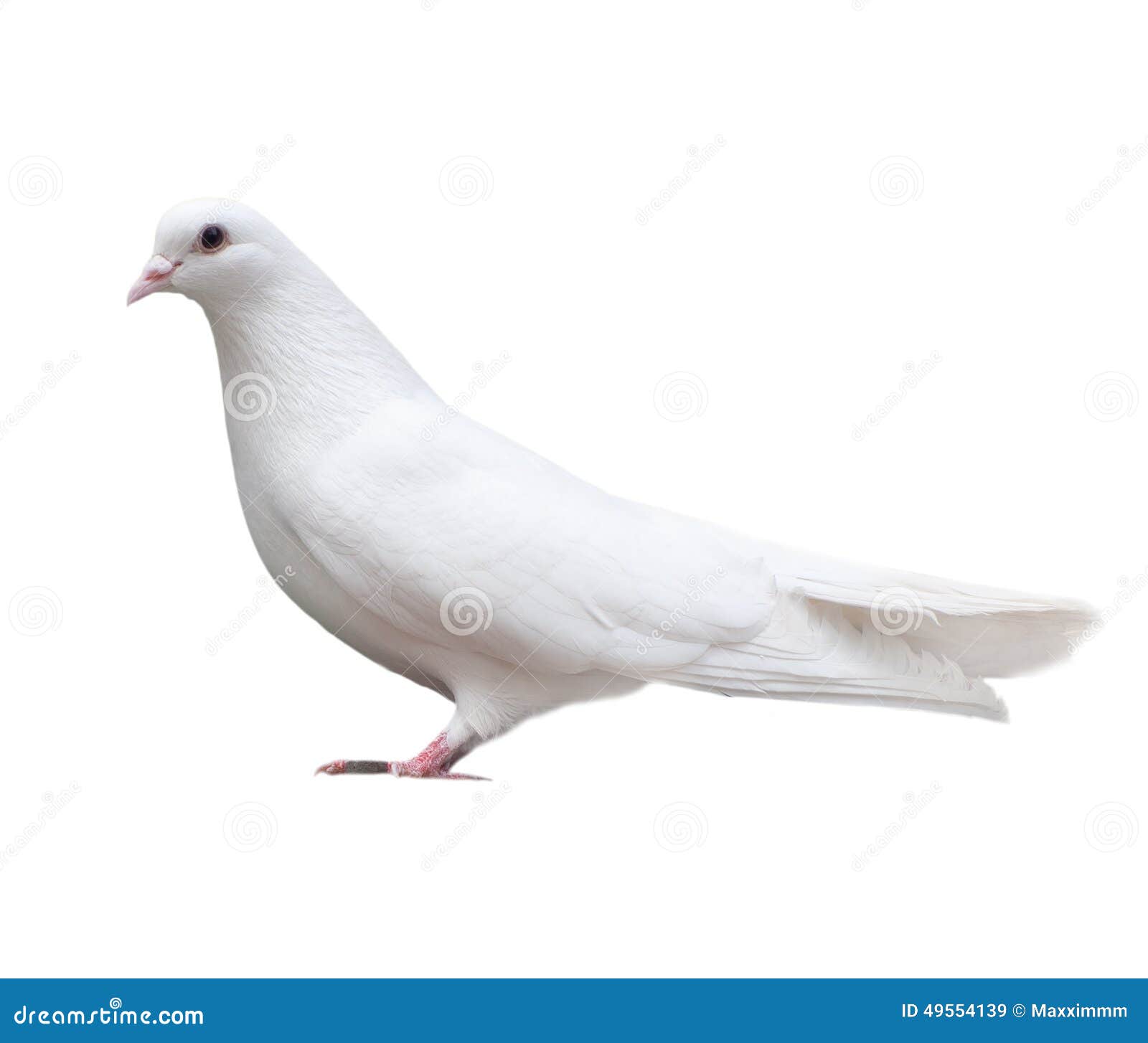 La Colombe Blanche Se Repose D'isolement Image stock - Image du plumage ...