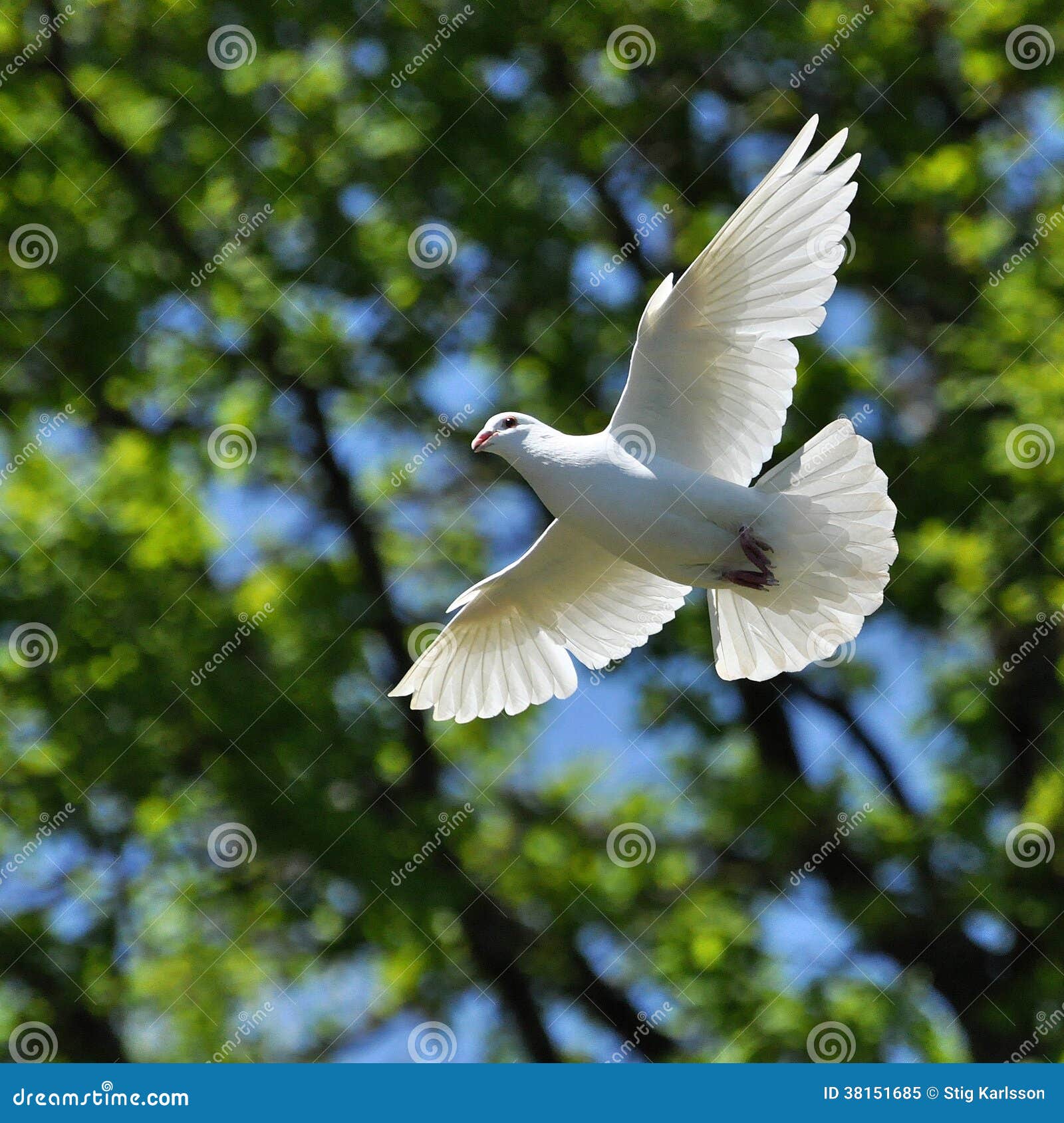 La colombe de blanc volent image stock. Image du vert - 38151685