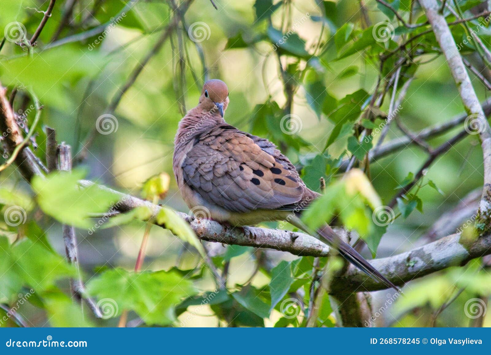 La Colombe En Deuil Sur L'arbre Image stock - Image du fuselage, partie ...