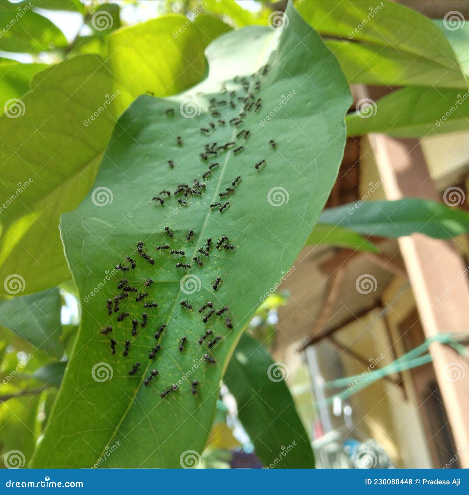 La colonia de hormigas foto de archivo. Imagen de insecto - 230080448