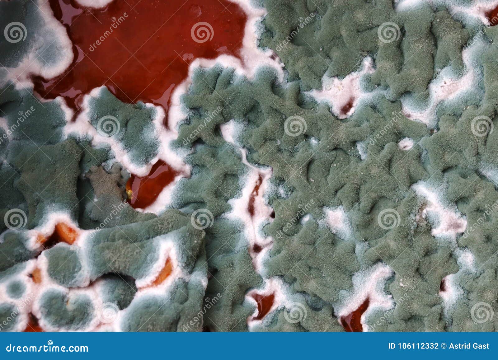 La Comida Mohosa Putrefacta Es Malsana Y Peligrosa Foto de archivo ...