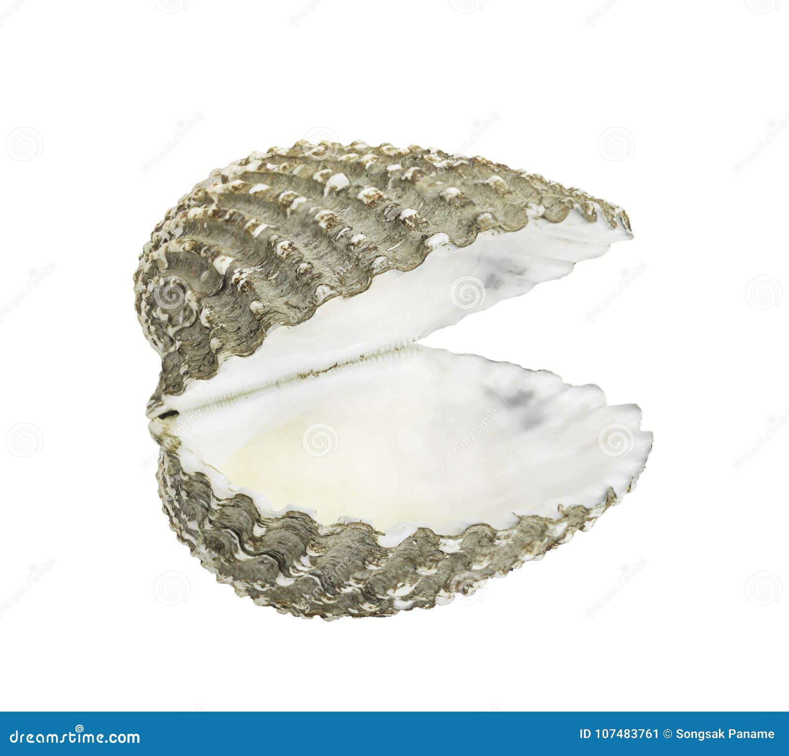 La Concha De Peregrino Aislado En Blanco Imagen de archivo - Imagen de ...