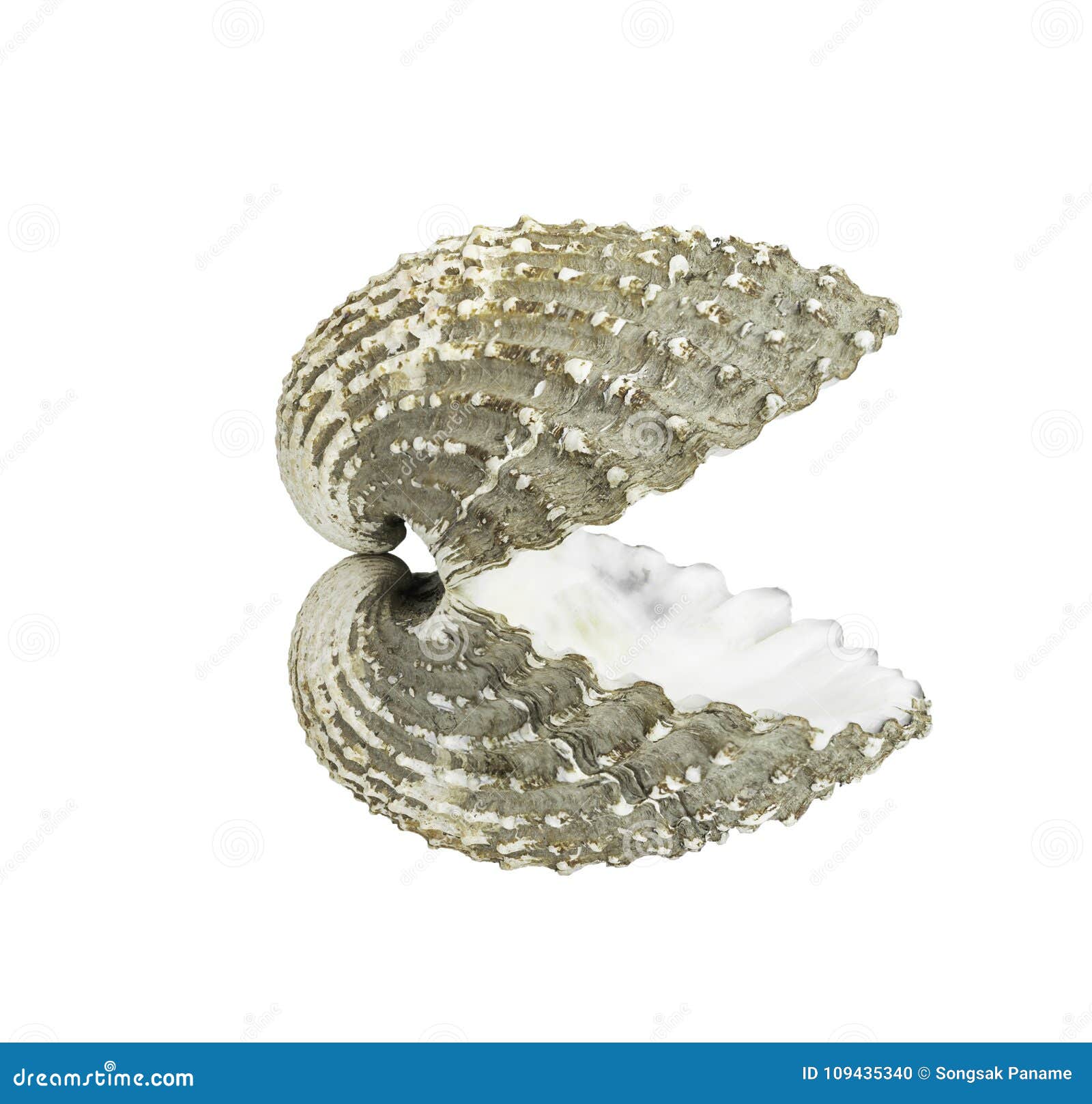 La Concha De Peregrino Aislado En Blanco Foto de archivo - Imagen de ...