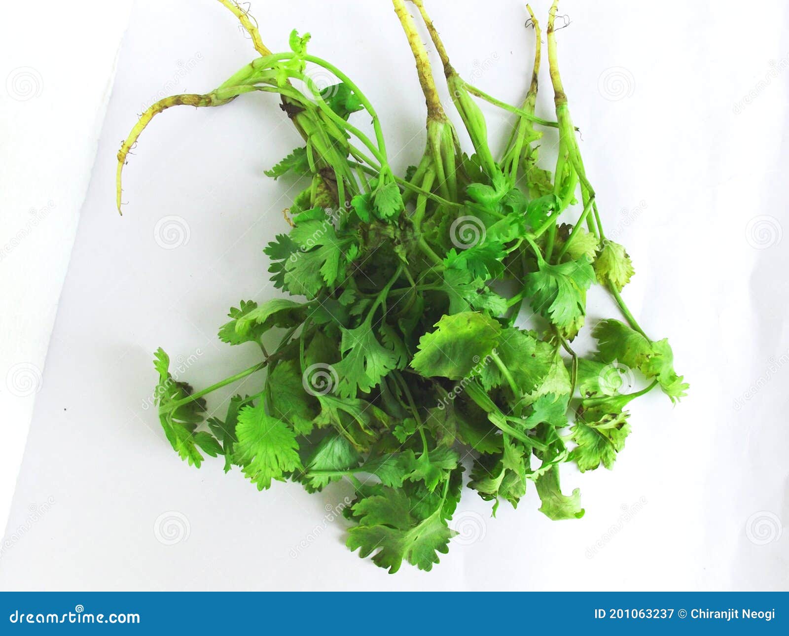 La Coriandre De Feuille De Coriandre Permet Aux Herbes Image stock ...