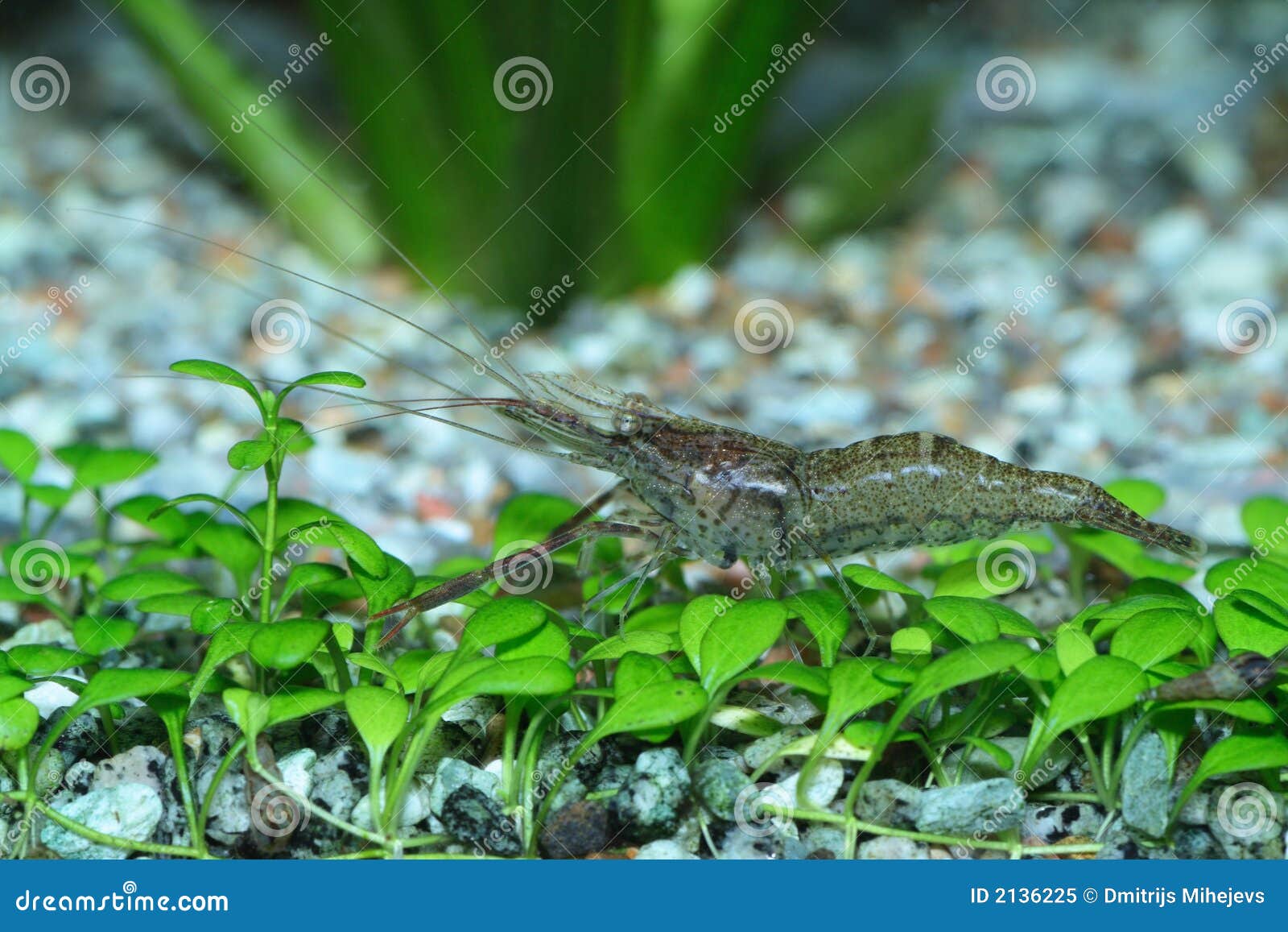 La crevette image stock. Image du nature, vivant, monstre - 2136225