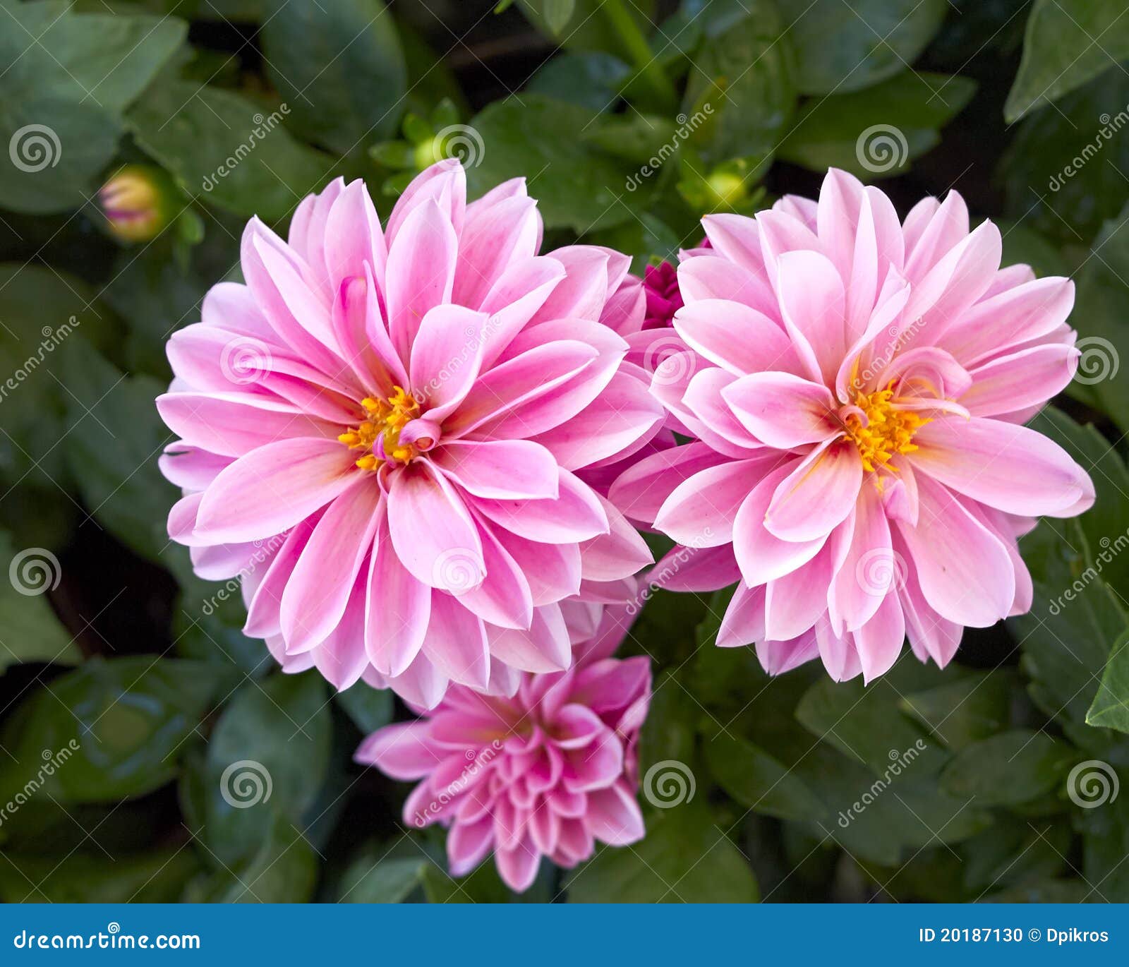 La Dalia Rosada Florece El Primer Foto de archivo - Imagen de amor ...