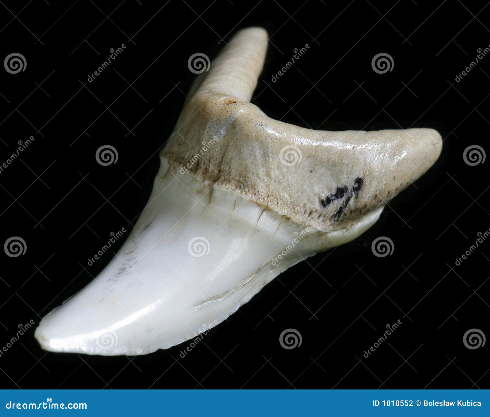 La dent du requin photo stock. Image du fossile, cartilage - 1010552