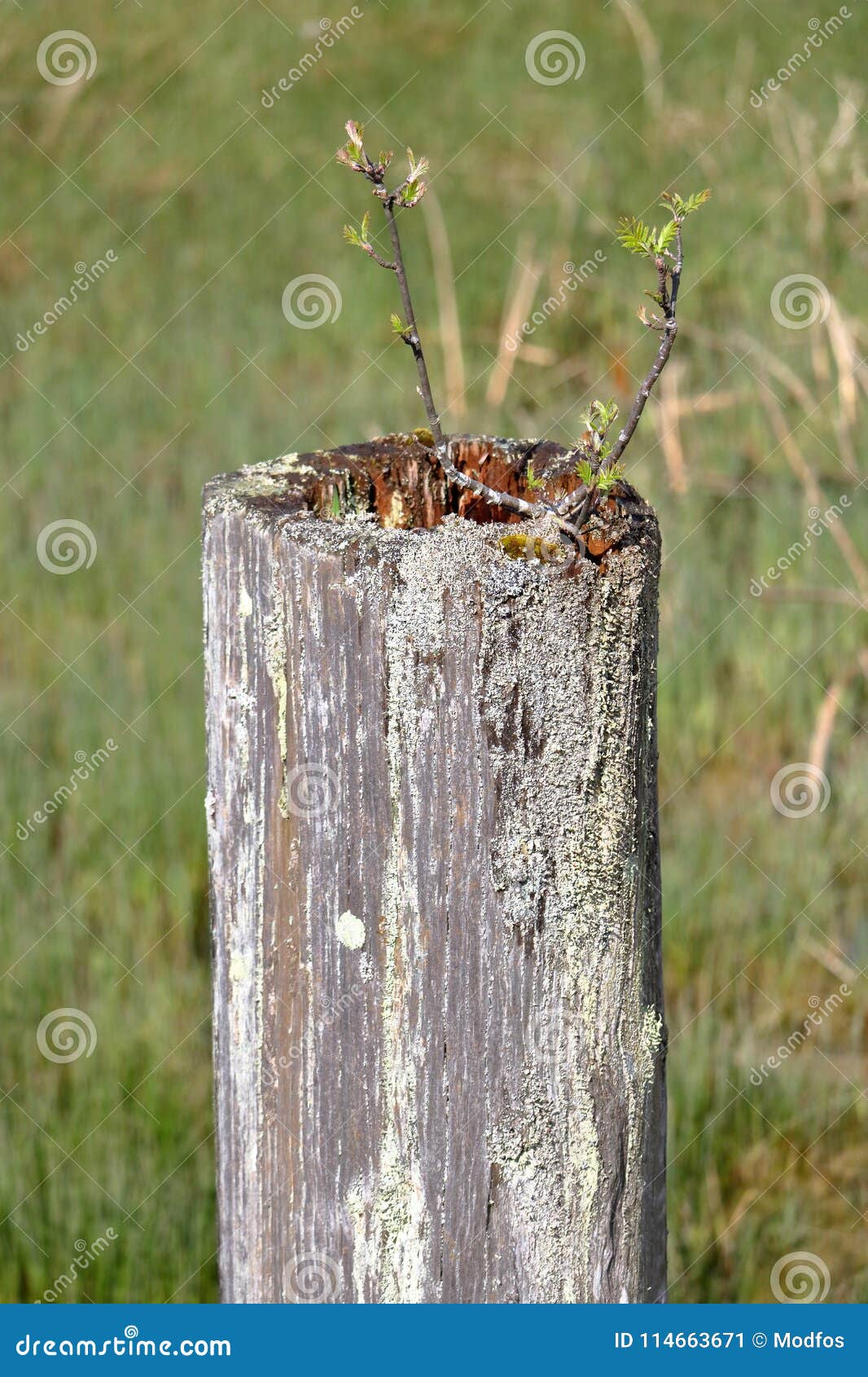 La Elasticidad De La Naturaleza Imagen de archivo - Imagen de fuerte ...