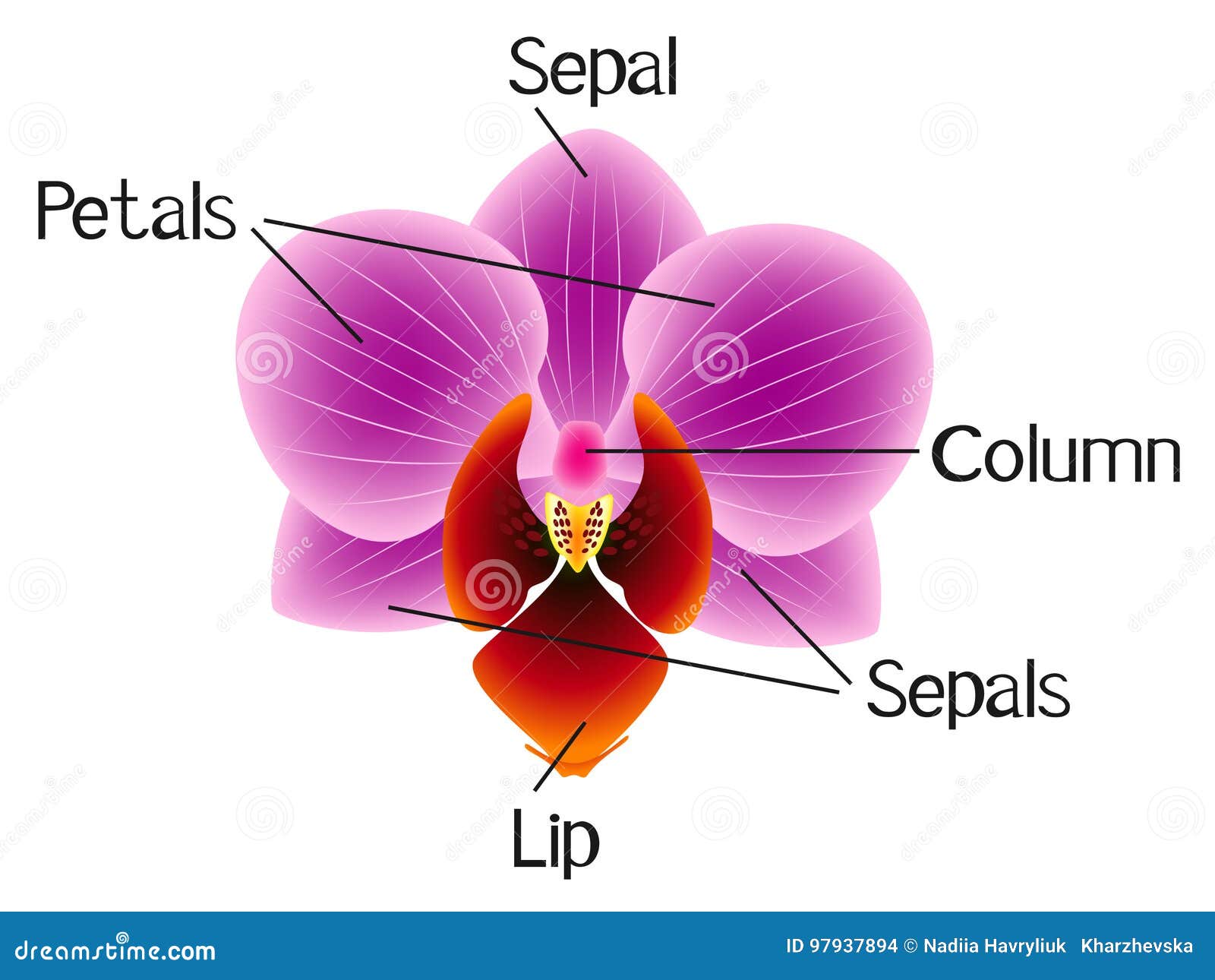 La Estructura De La Flor De La Orquídea Ilustración del Vector ...