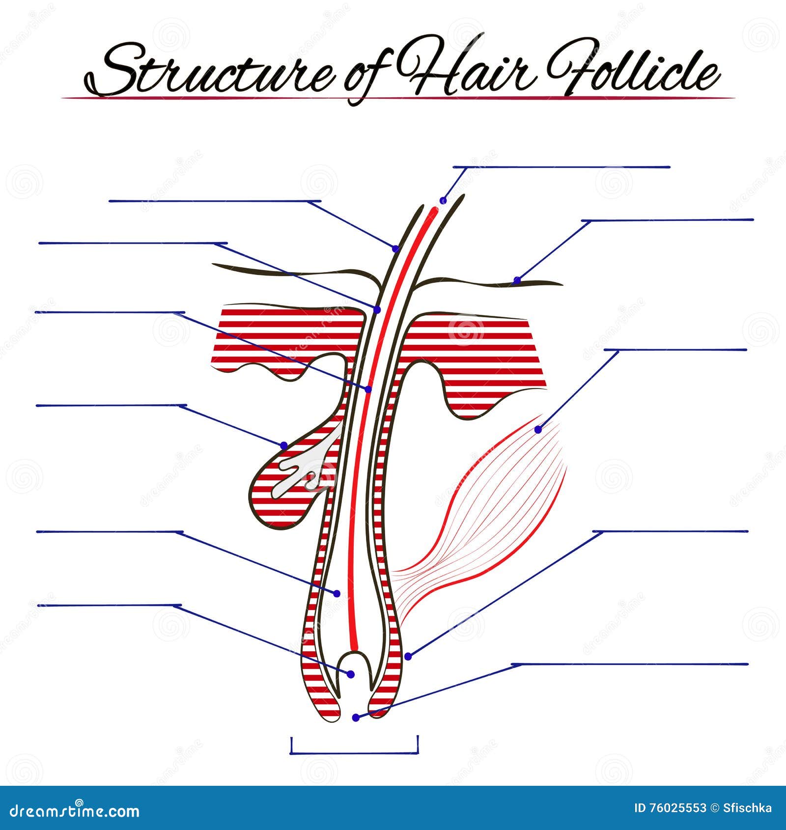 La Estructura De Un Pelo Humano Ilustración del Vector - Ilustración de ...