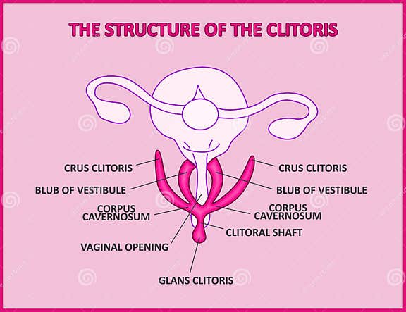 La Estructura Del Clítoris Una Vagina Femenina De La Anatomía Del